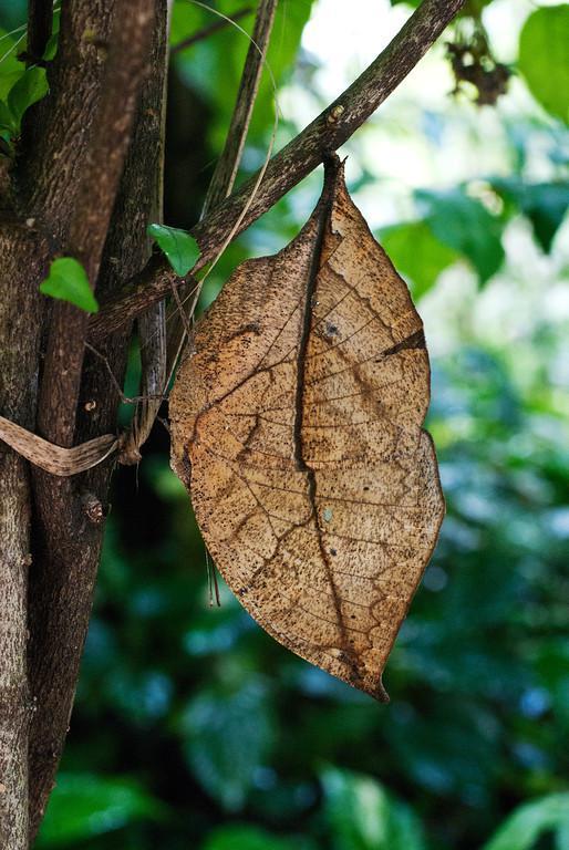 🔥 Leafwing Butterfly | Scrolller