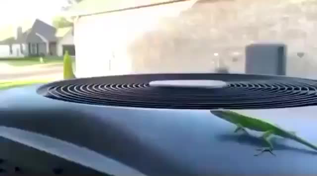 Leapin’ Lizards 🦎 | Scrolller