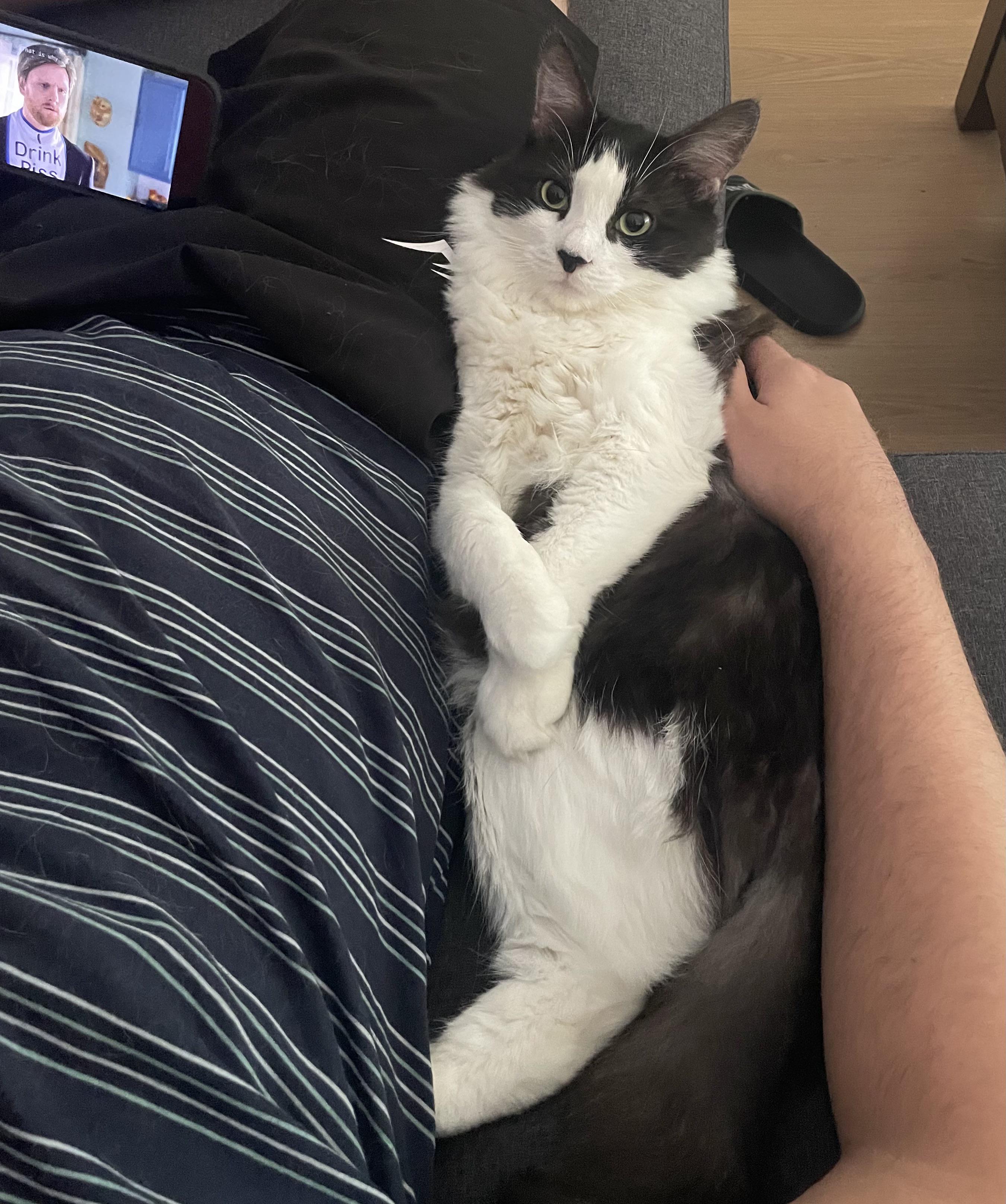 Learning to lay like her human | Scrolller