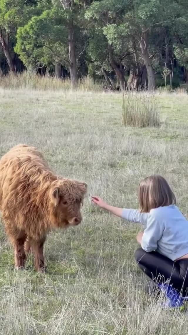 good cow | Scrolller