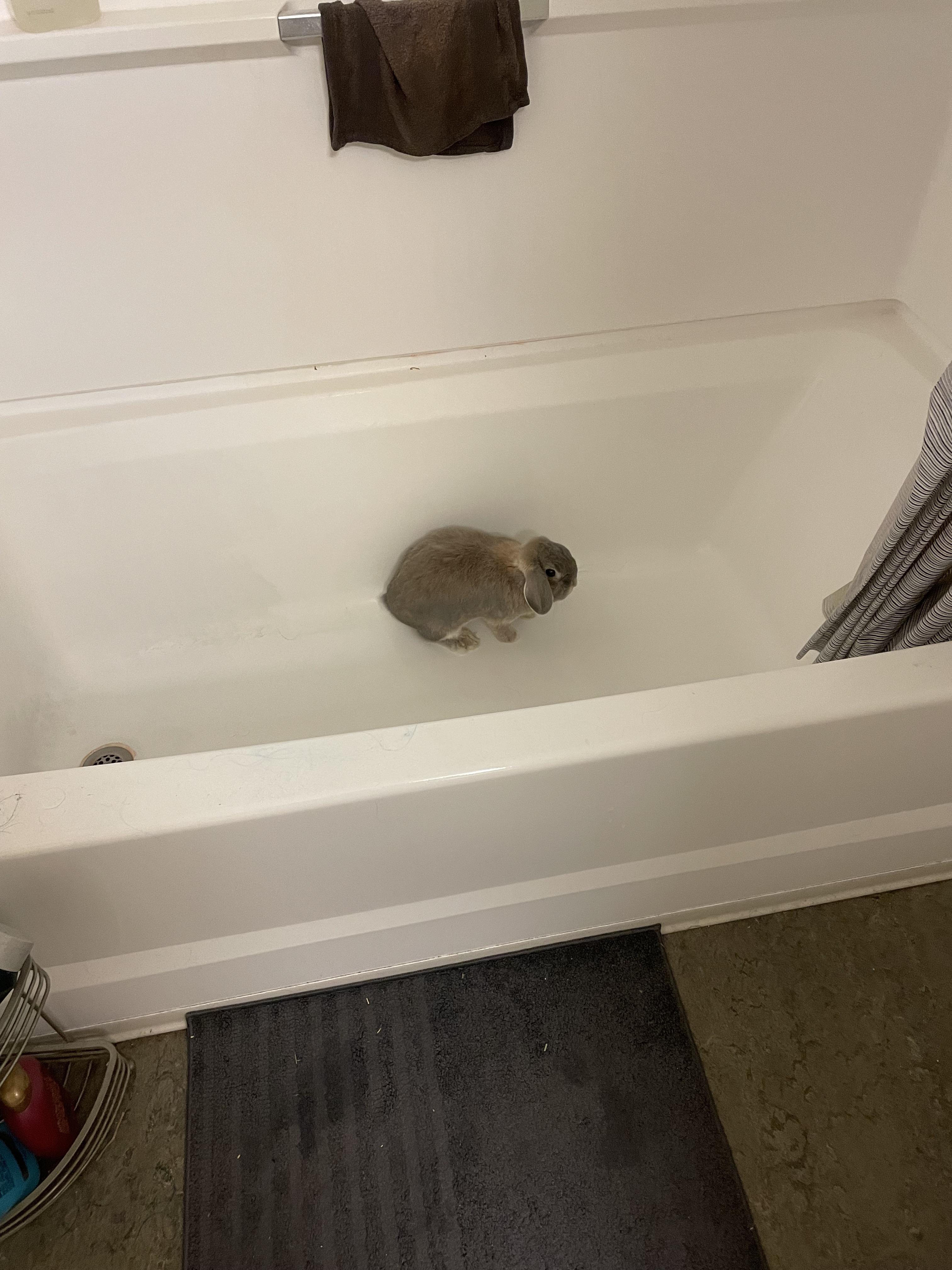 Leaving the bathroom door open is always a mistake 🤦🏻‍♀️ | Scrolller