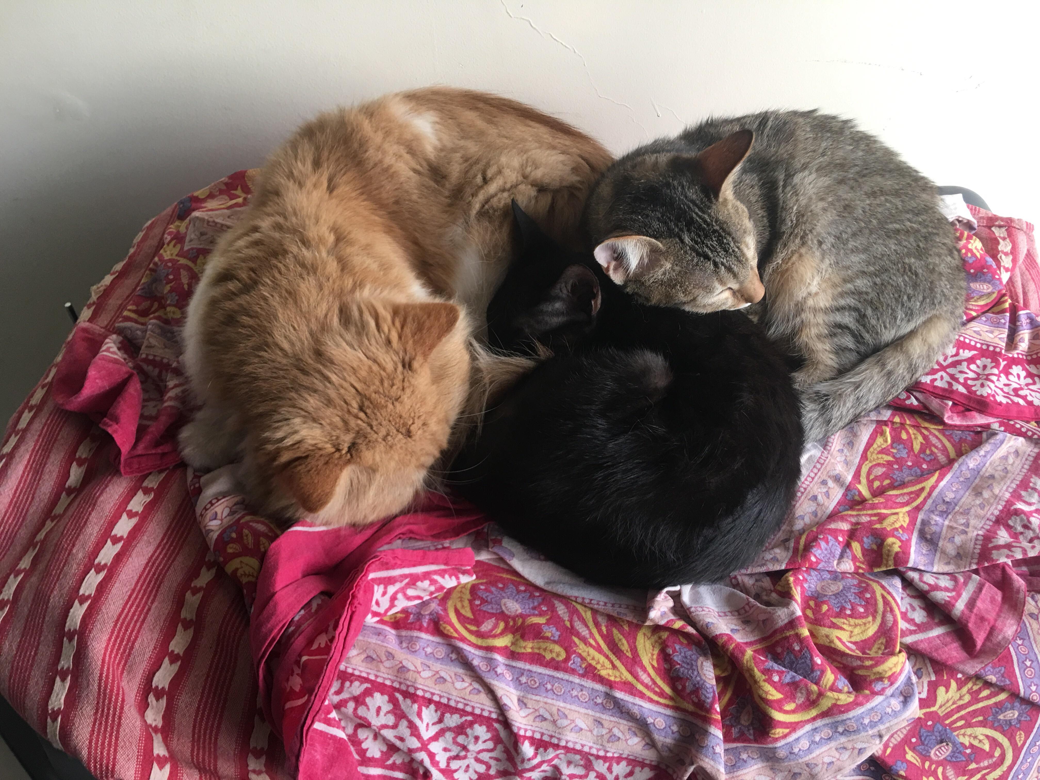 left to right: goldilocks, batcat, and vazeer curled up together for siesta time | Scrolller