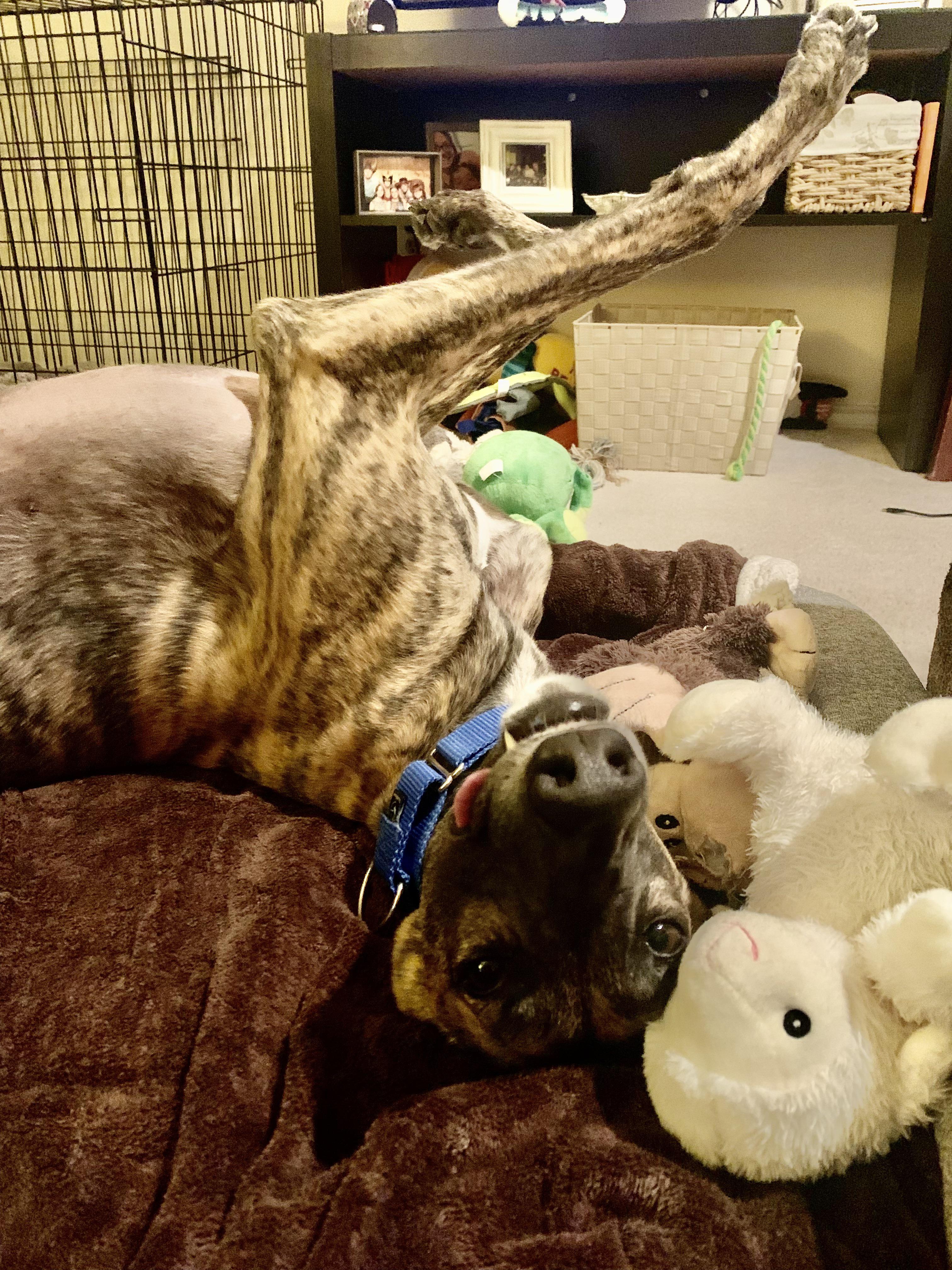 Legs up, tongues out | Scrolller