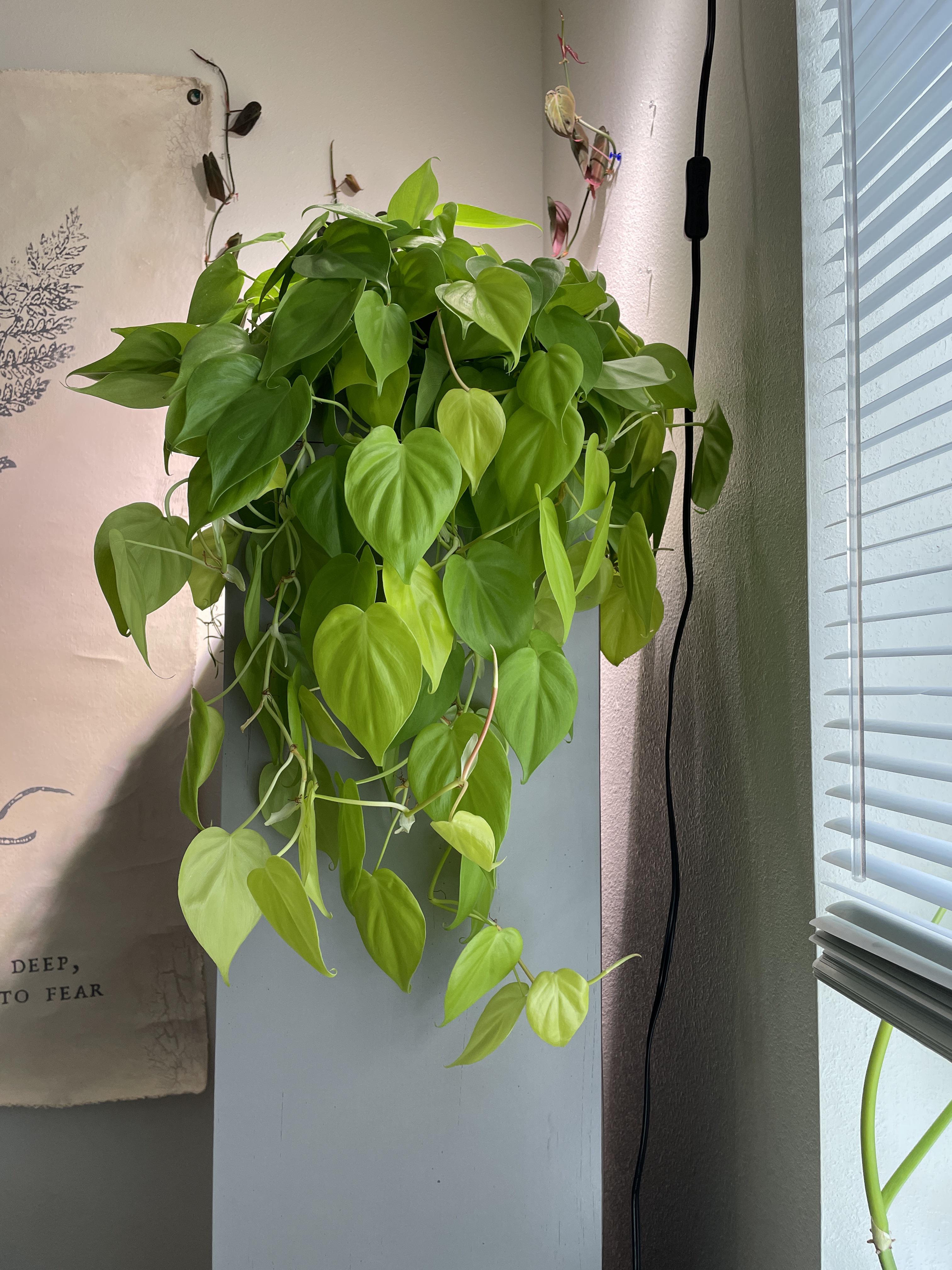 Lemon Lime to brighten your day ☀️🌿 | Scrolller