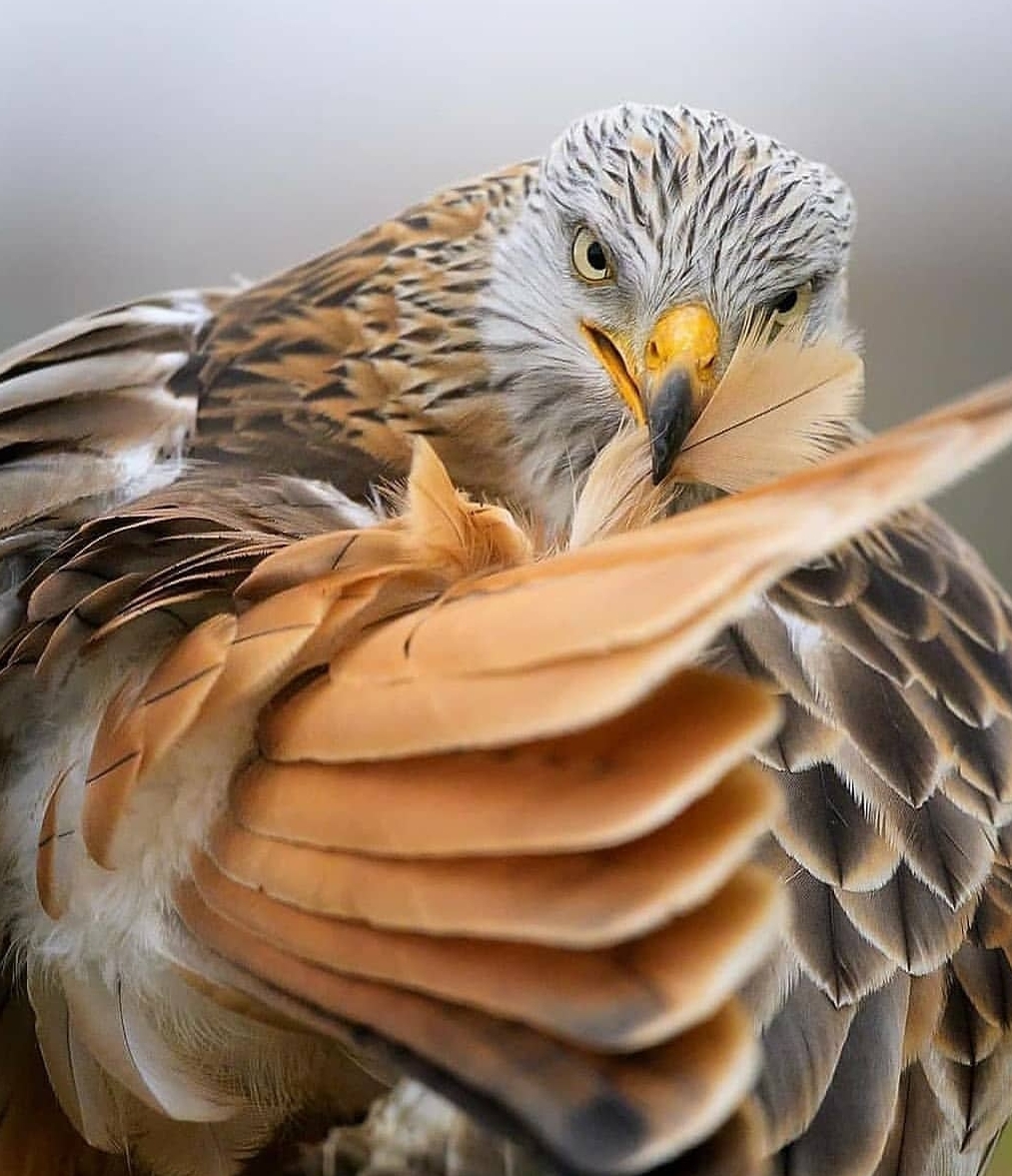 Lend a wing | Scrolller