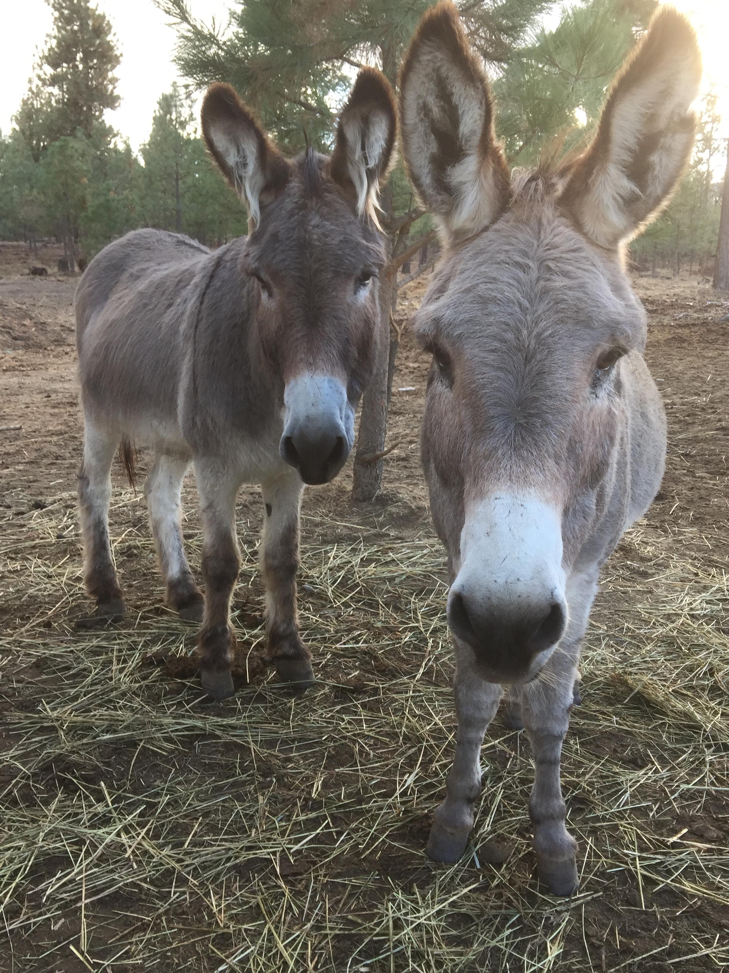 Leo and Montana, two handsome donkeys | Scrolller