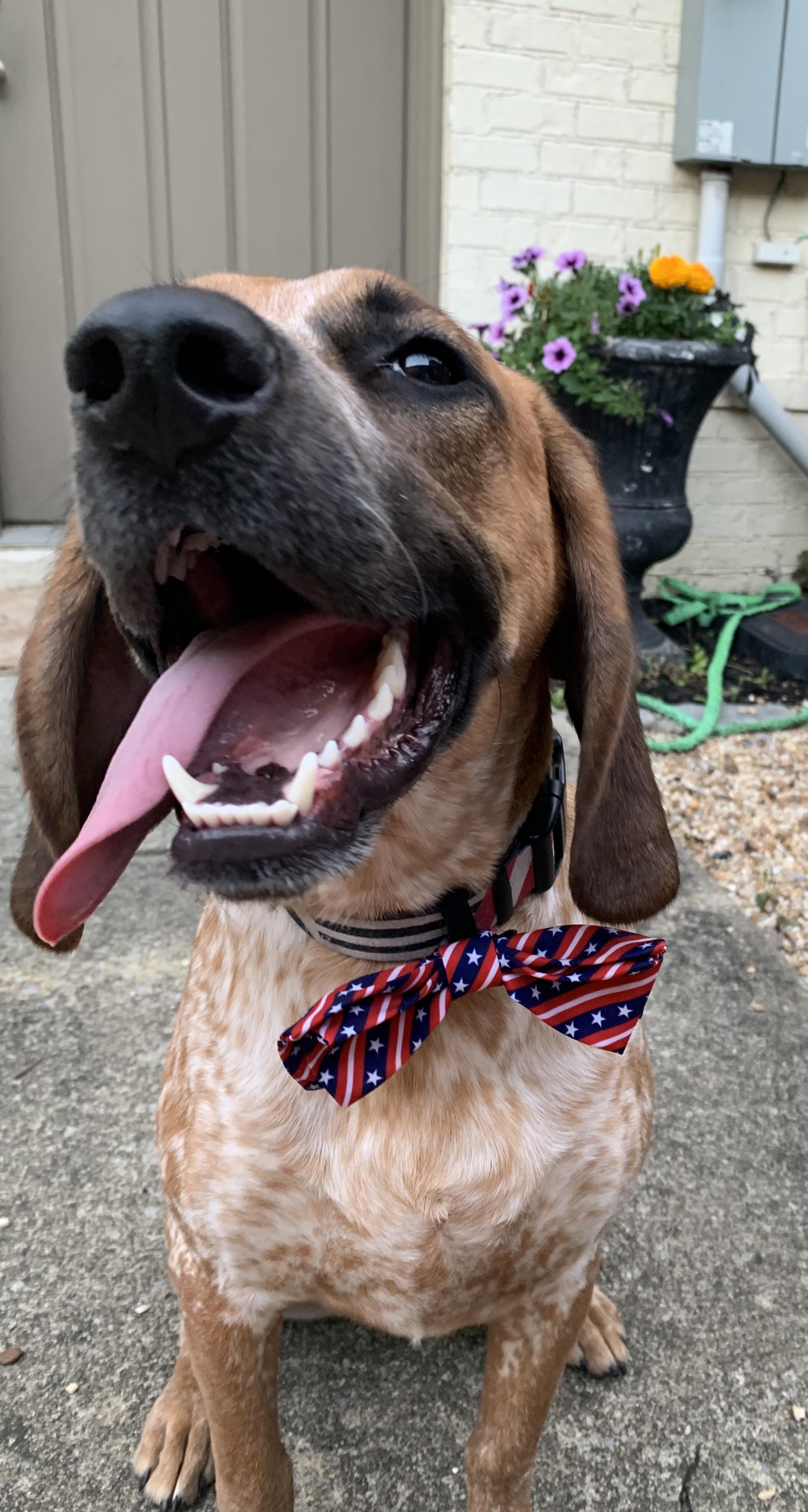Leroy the happy hound. | Scrolller
