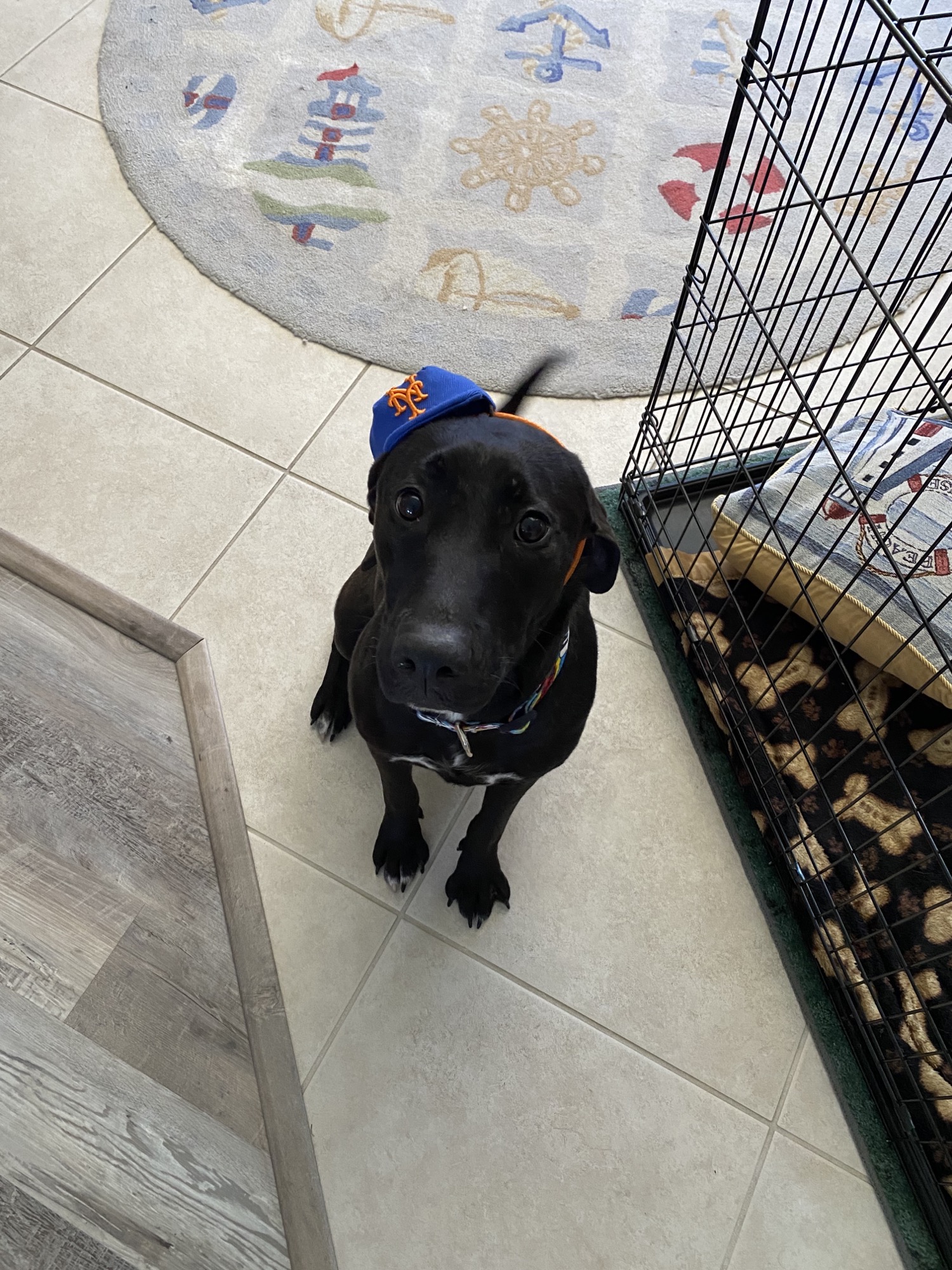 Let’s go Mutts | Scrolller