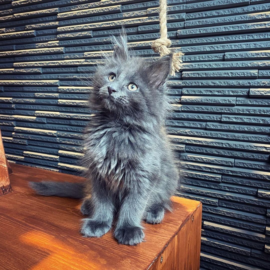 Let's welcome our new family member, Jenni is super adorable ️ | Scrolller