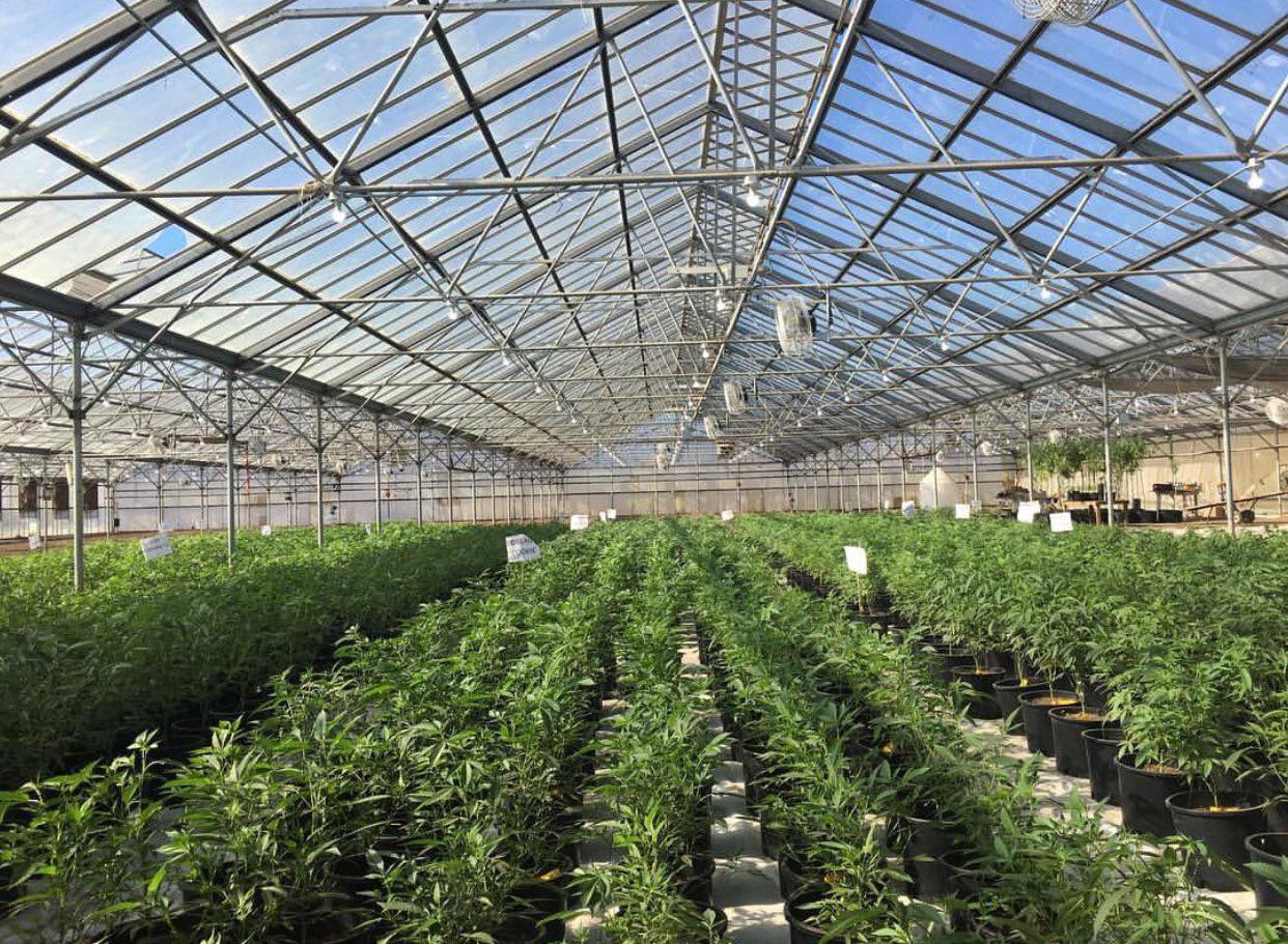 LEVEL UP .... man I love soil grown with the sun ... nothing beats it | Scrolller