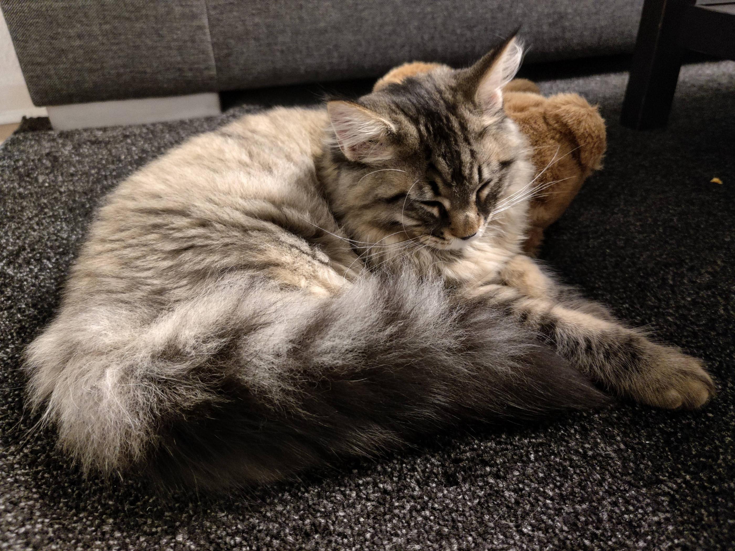 Levi the Maine Coon kitten has a floofy tail | Scrolller
