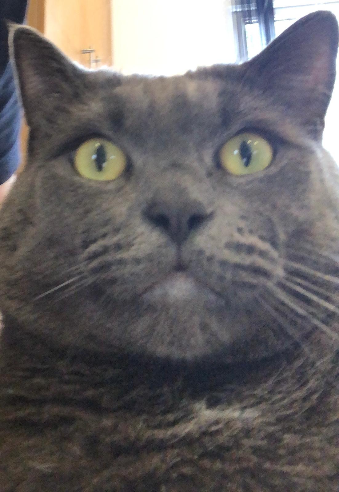 Lewis the Overlord | Scrolller