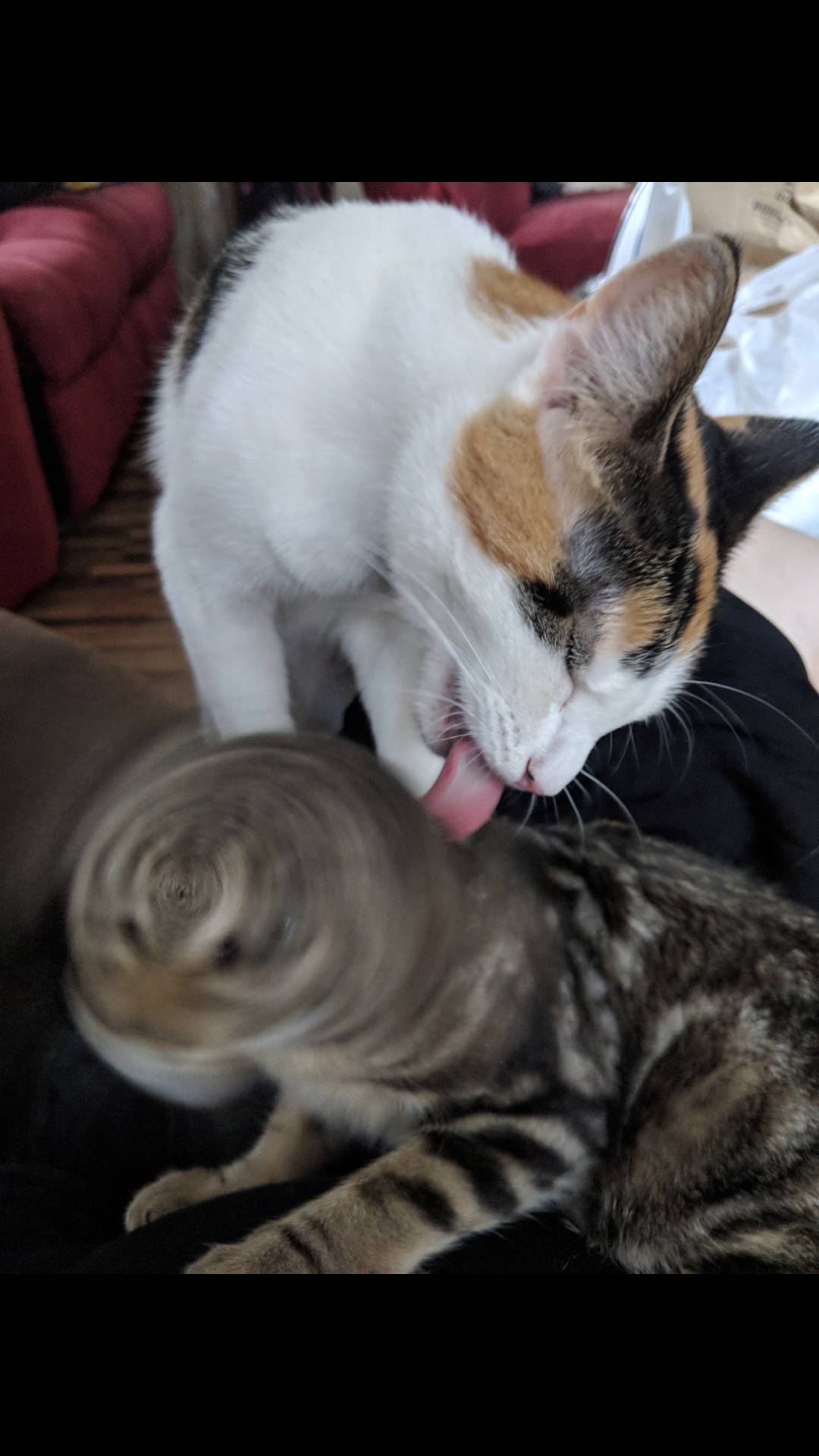 Lick the drill | Scrolller