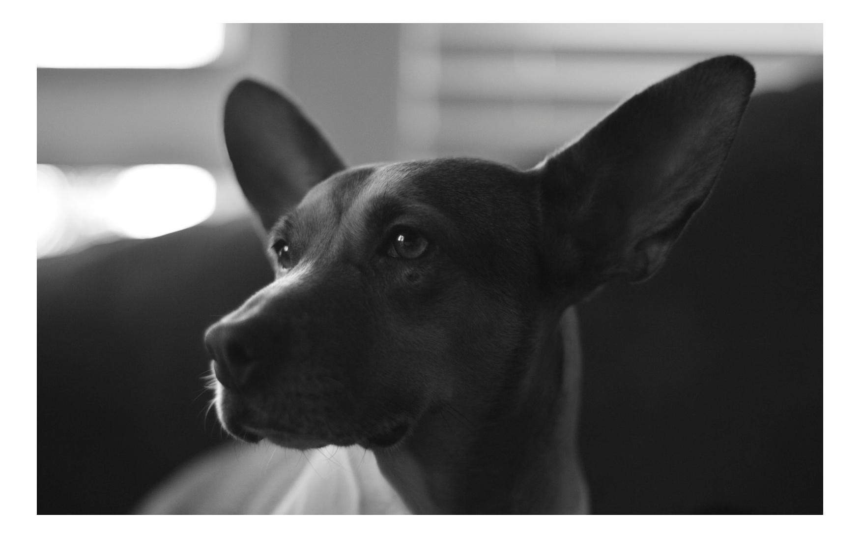 Lil Lu the pitty/corgi | Scrolller