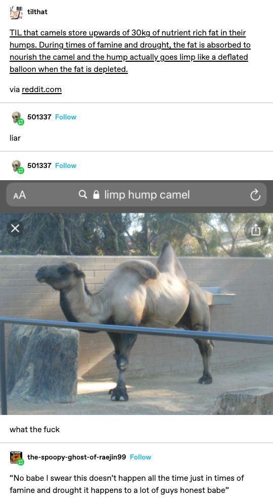 limp hump camel | Scrolller
