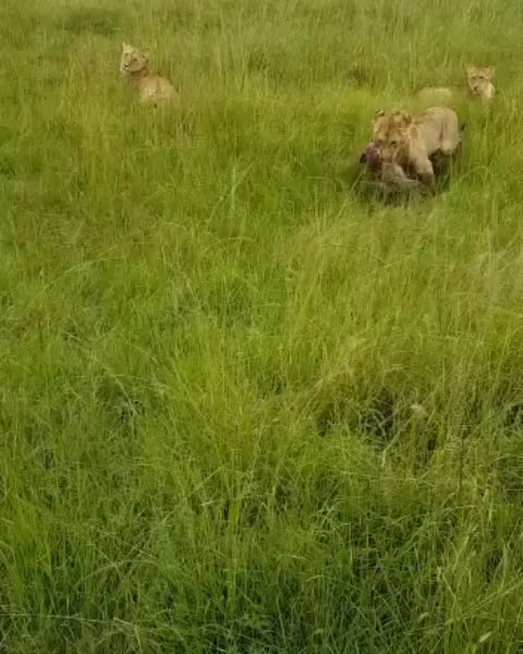 Lion dragging a hyena cub by the throat | Scrolller