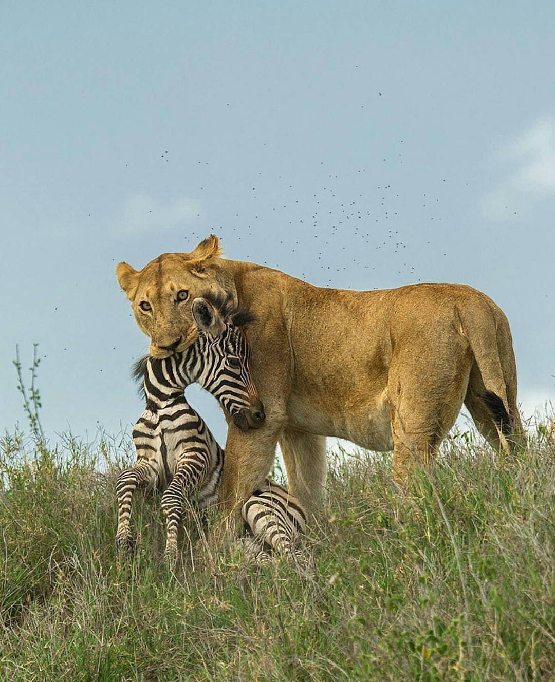 Lioness snaps the neck of this young zebra | Scrolller