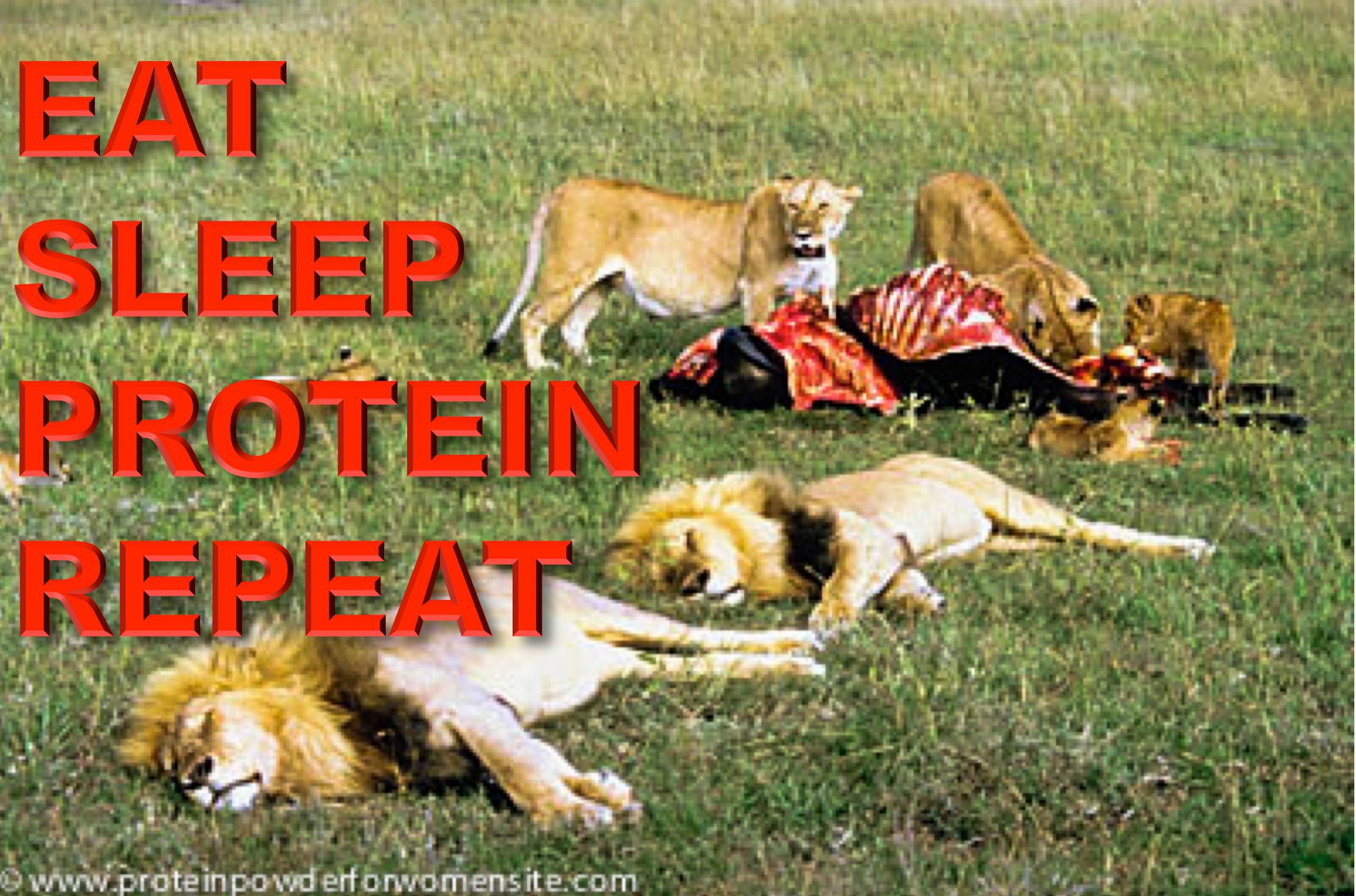Lions and protein | Scrolller