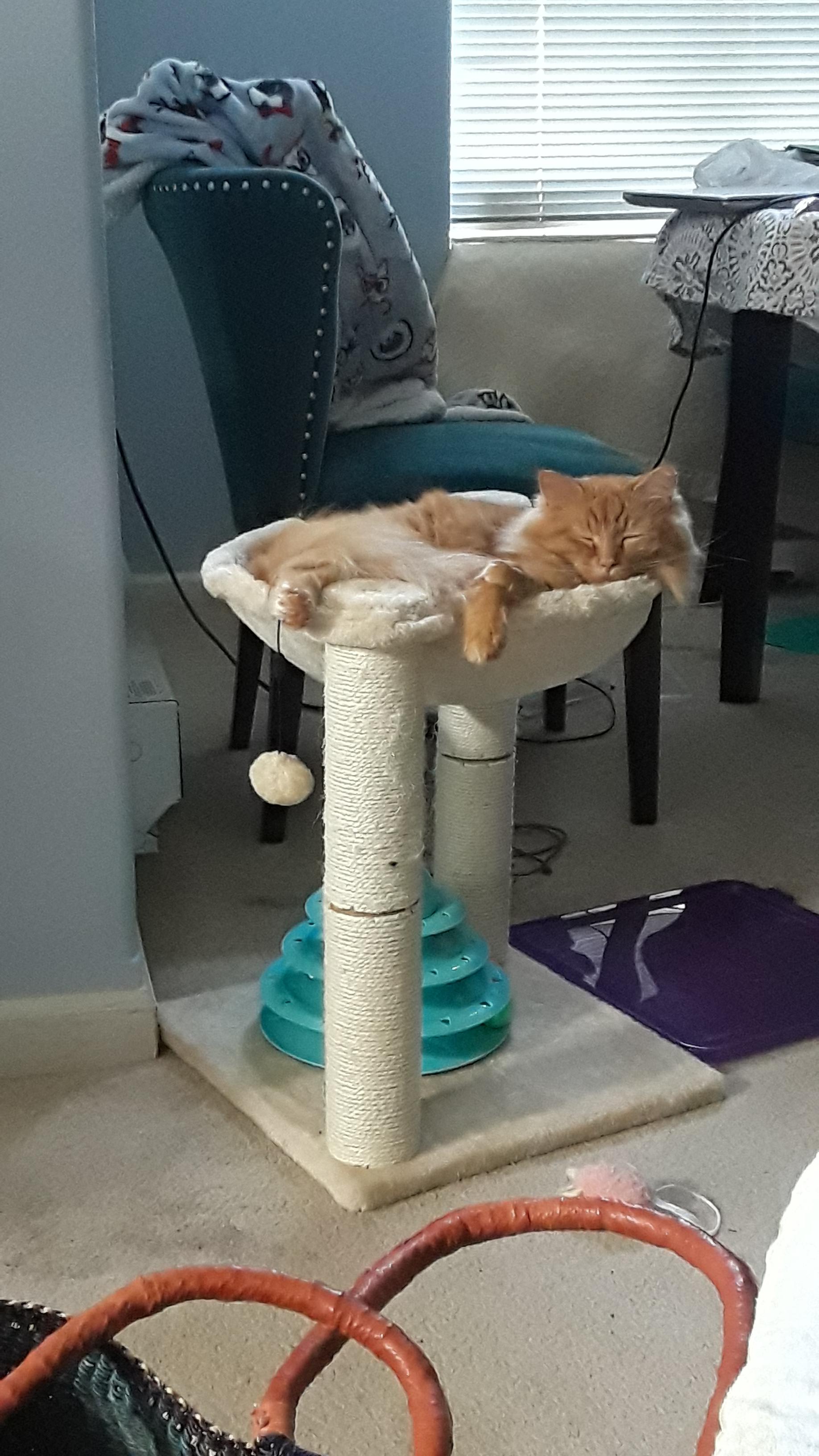 Liquid Cat!! 😻 | Scrolller