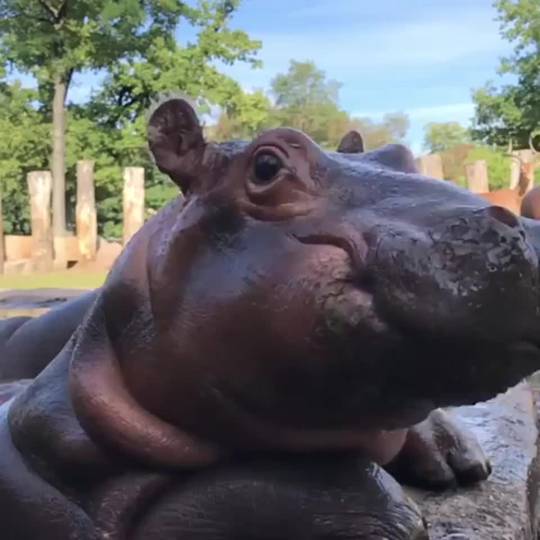 Little baby hippo | Scrolller