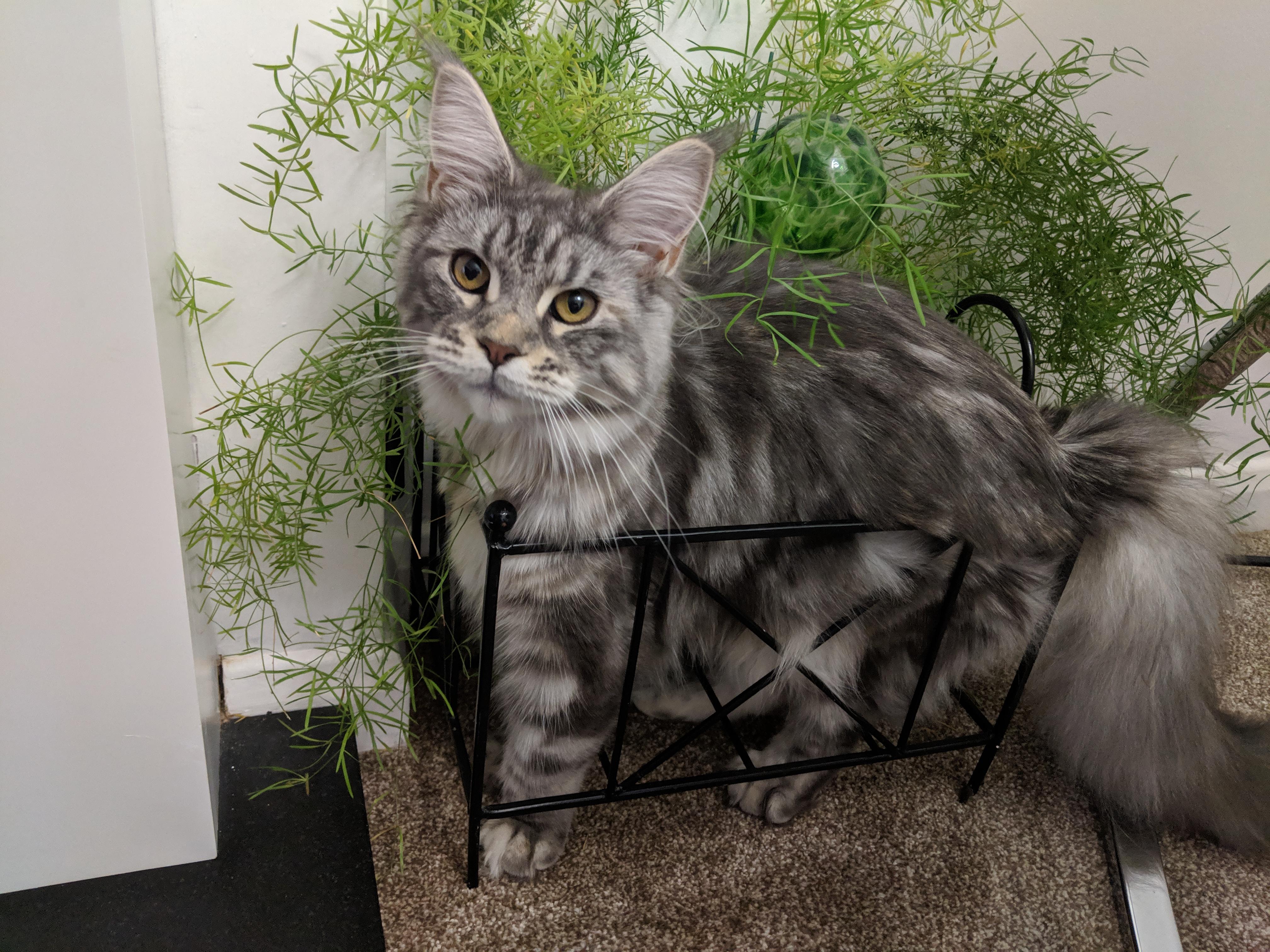 Little bit squished | Scrolller