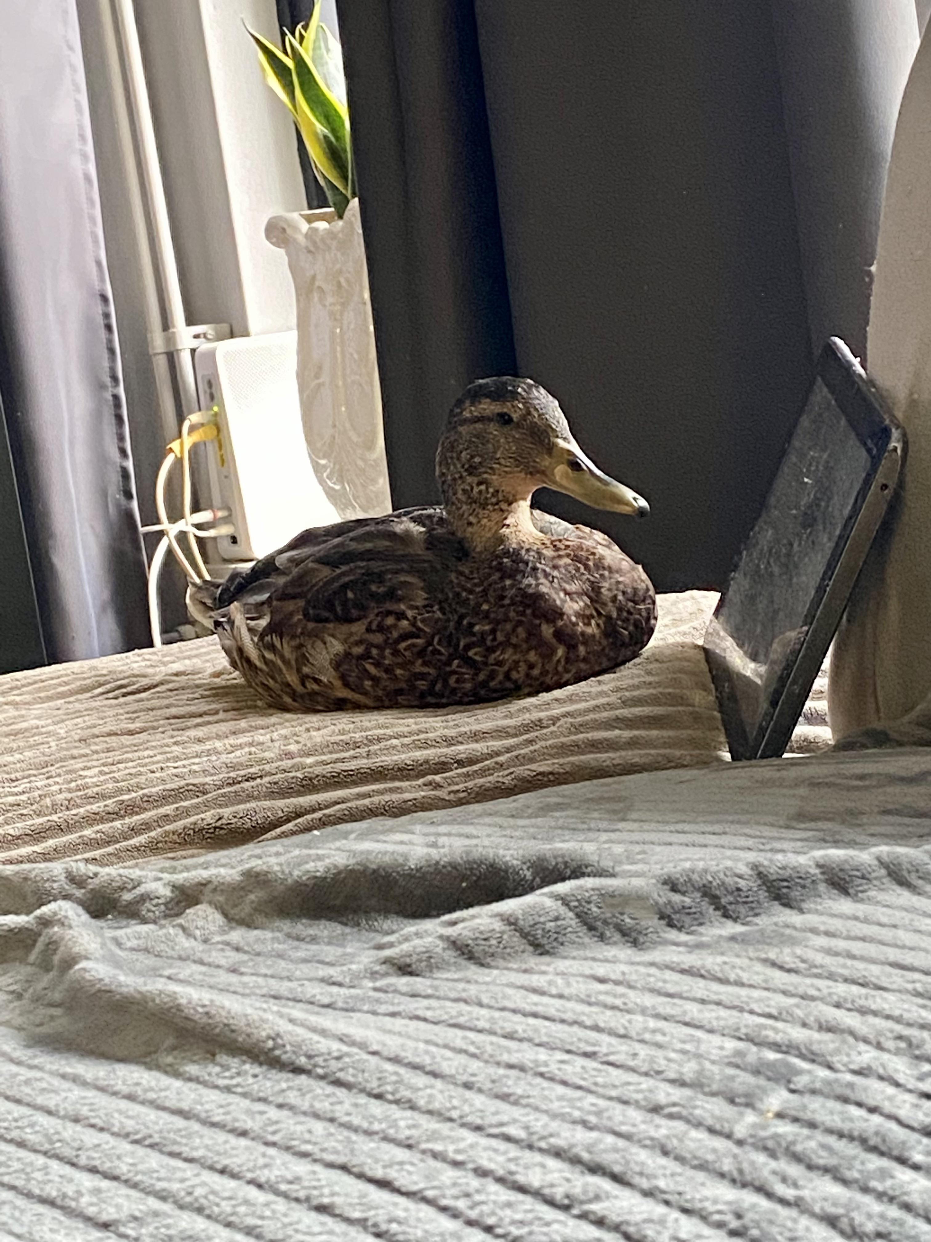 Little blob | Scrolller