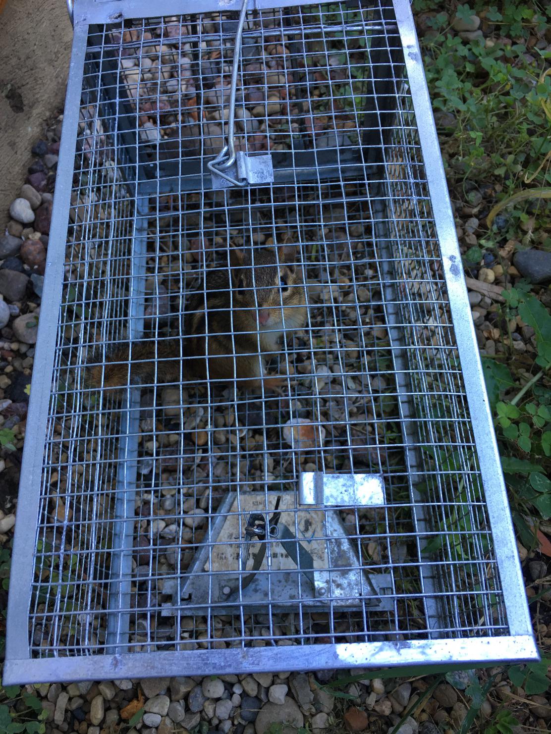 Little buddy came back to the cage the 4th time. They never learn, do they? | Scrolller