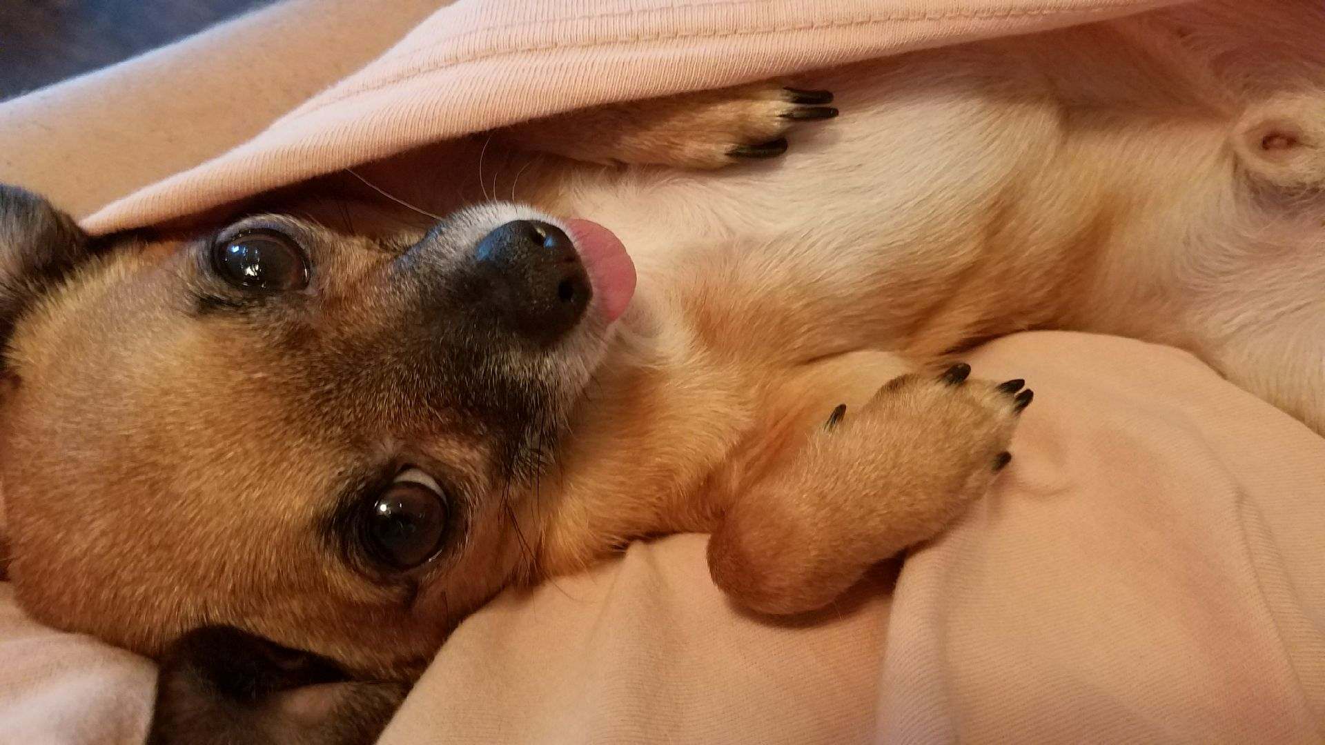 Little dog, little mlep | Scrolller