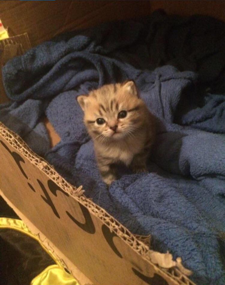 Little kitten | Scrolller