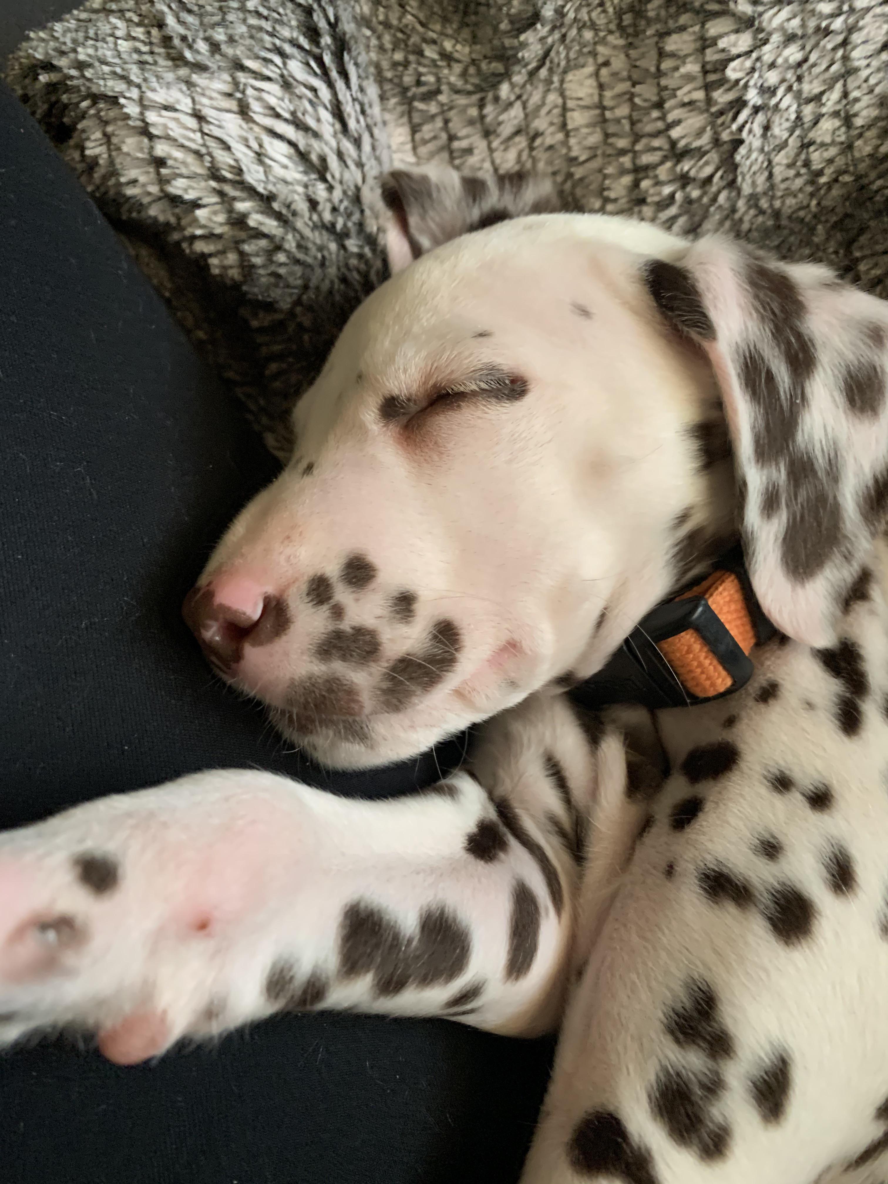 Little Louis with the cute little paw print on his mouth. | Scrolller