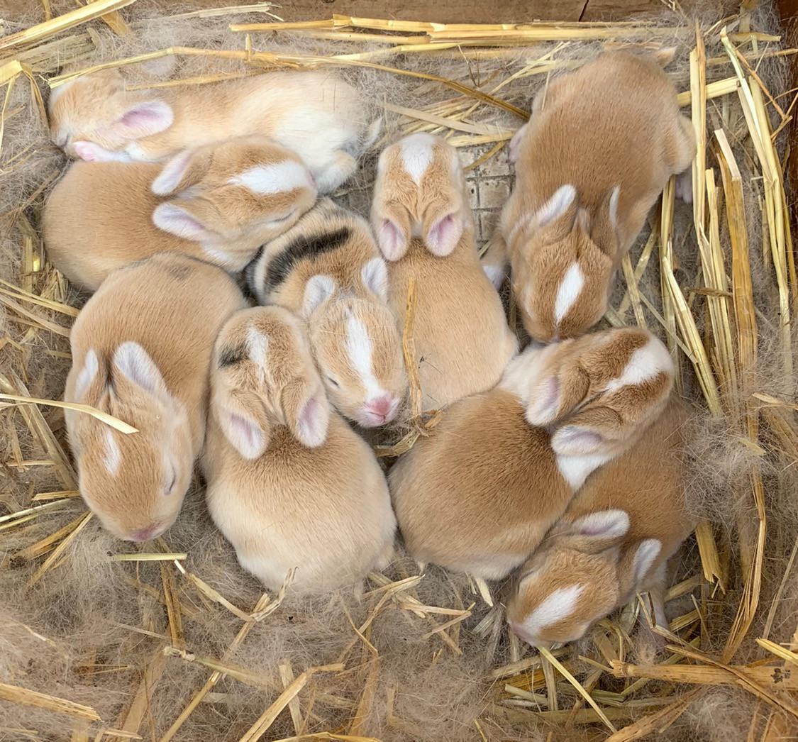 Little ones all sleeping tight | Scrolller