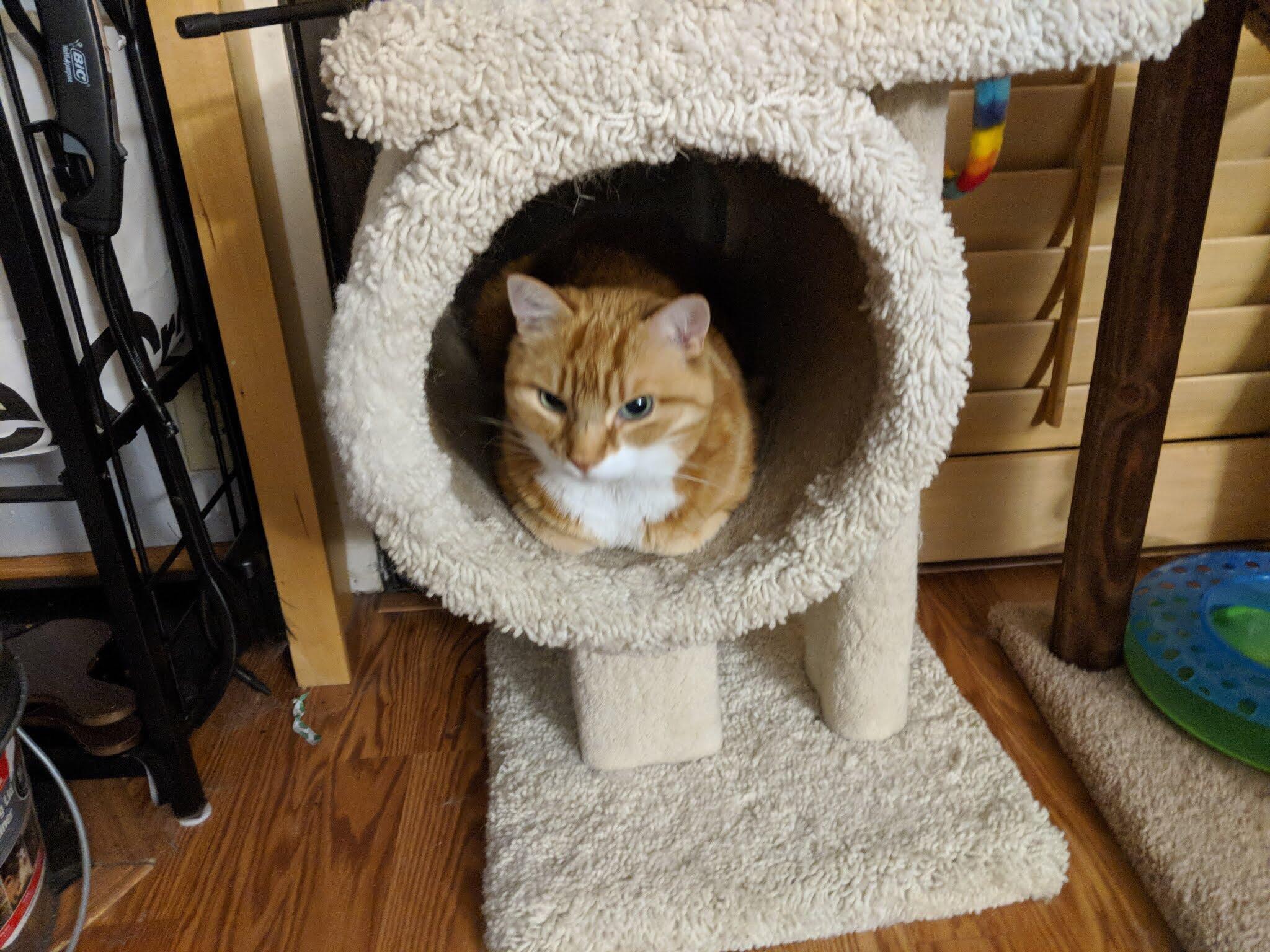 Little orange loaf | Scrolller