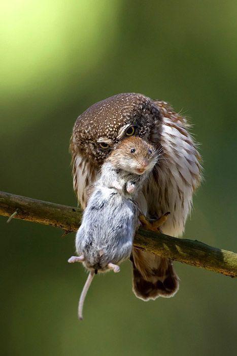 Little owl, budding ventriloquist. | Scrolller