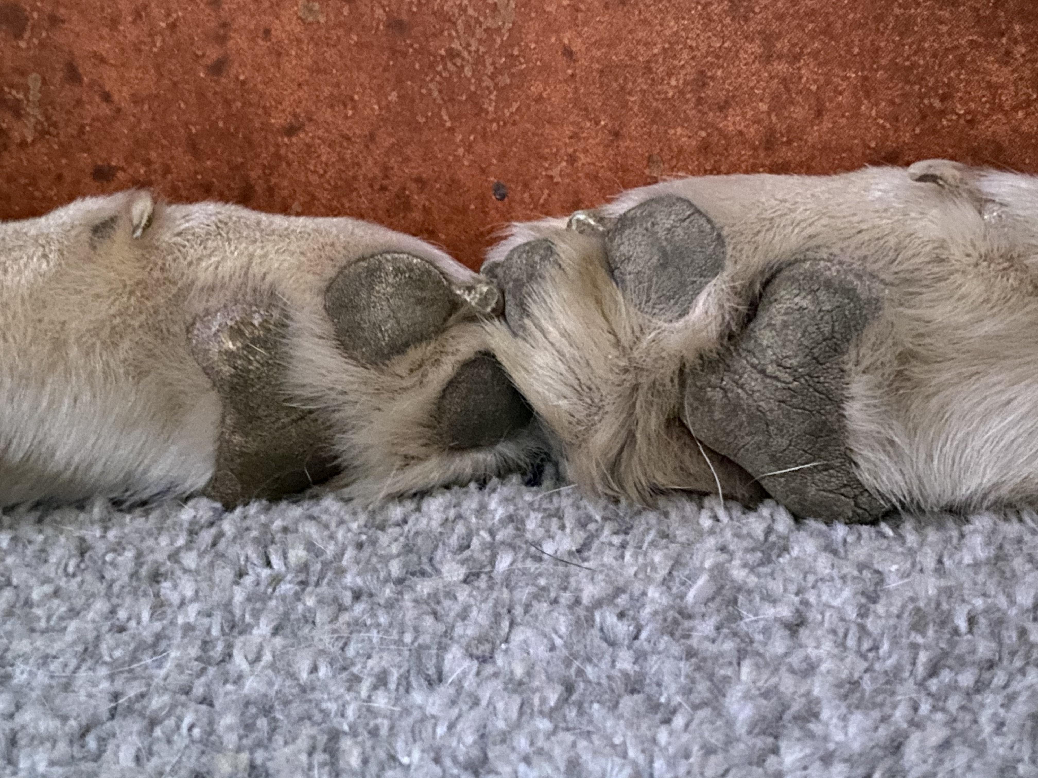 Little paws :) | Scrolller