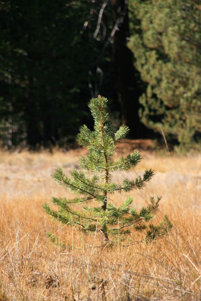 Little Pine Tree | Scrolller