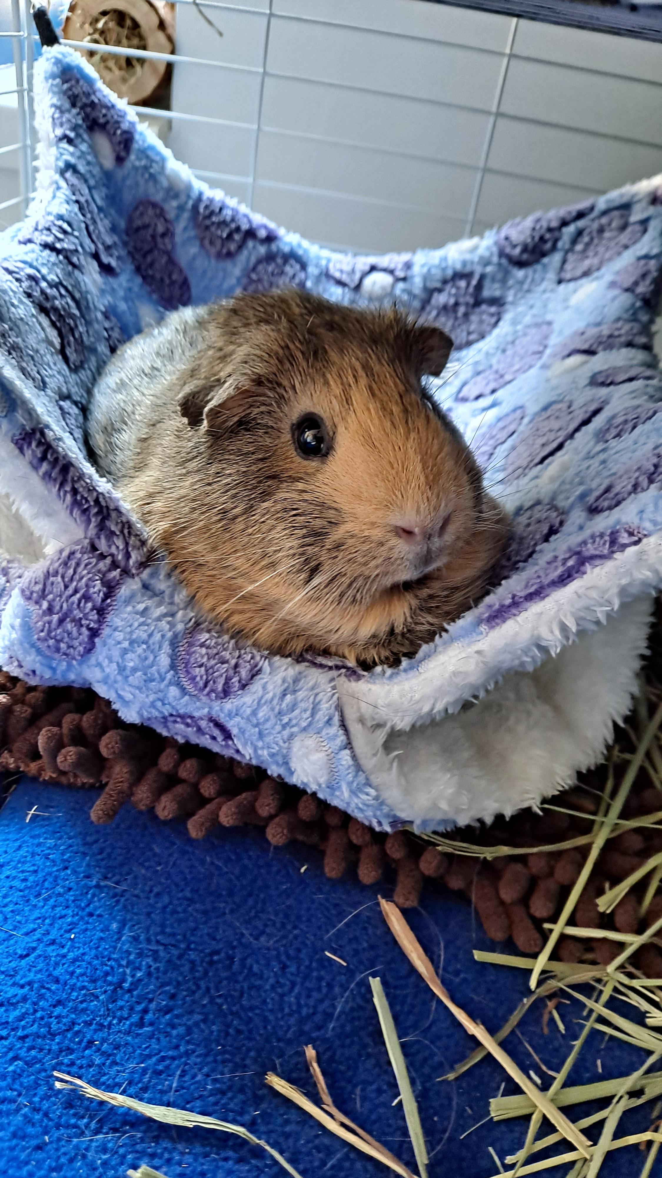 Little potato, Millie, hanging out in her favourite hammock | Scrolller