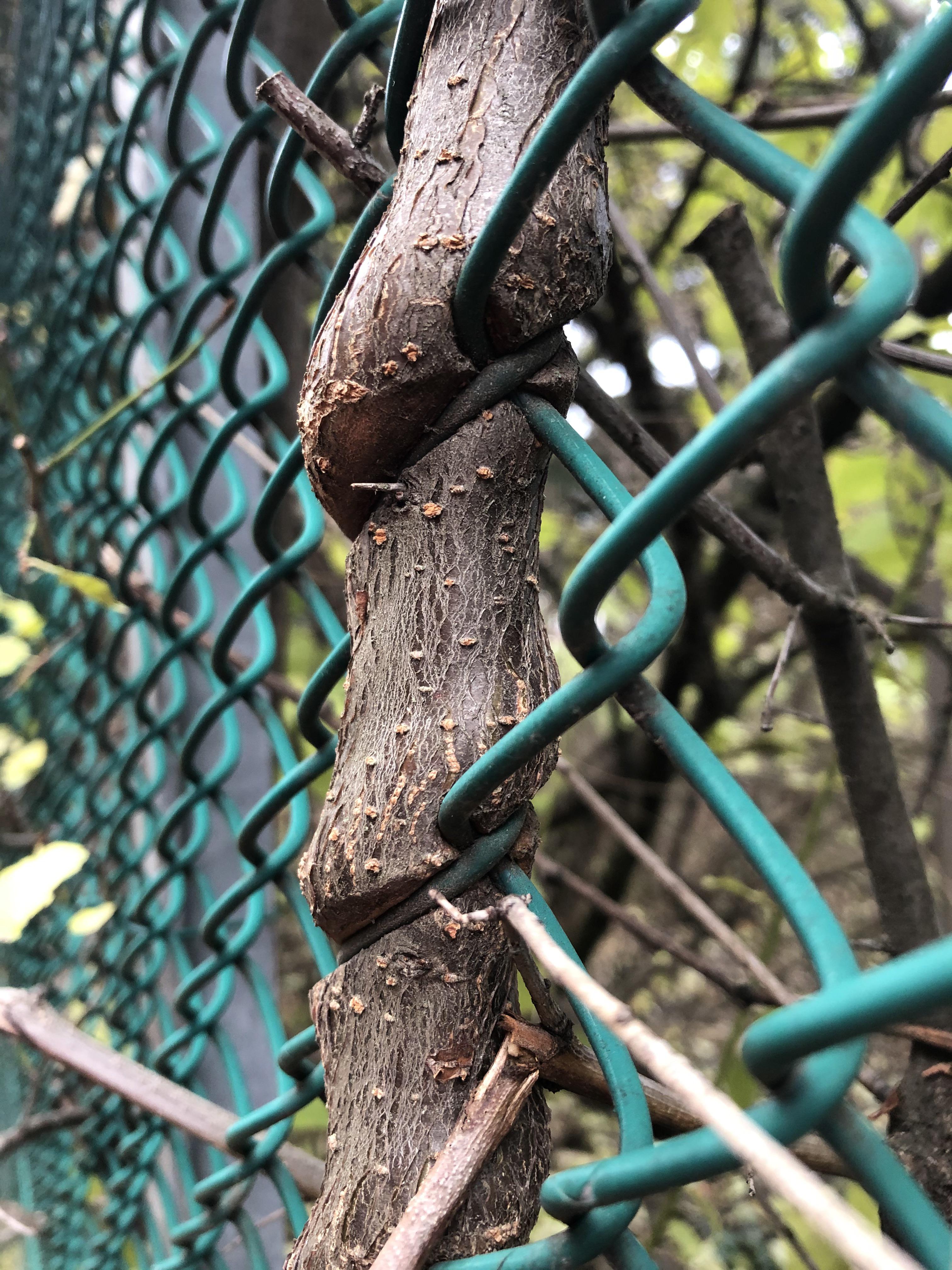 Little tree sucking my fence | Scrolller