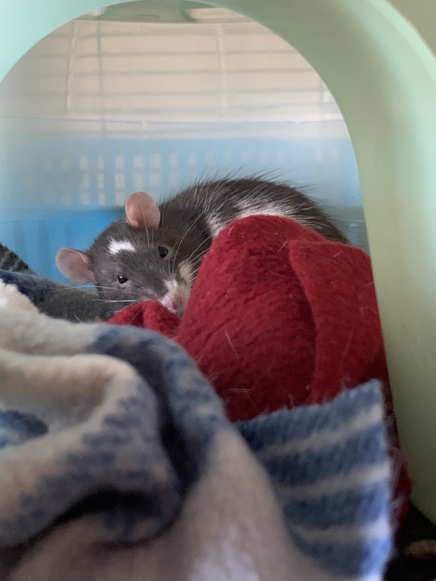 My little Winnie has such a cute face | Scrolller