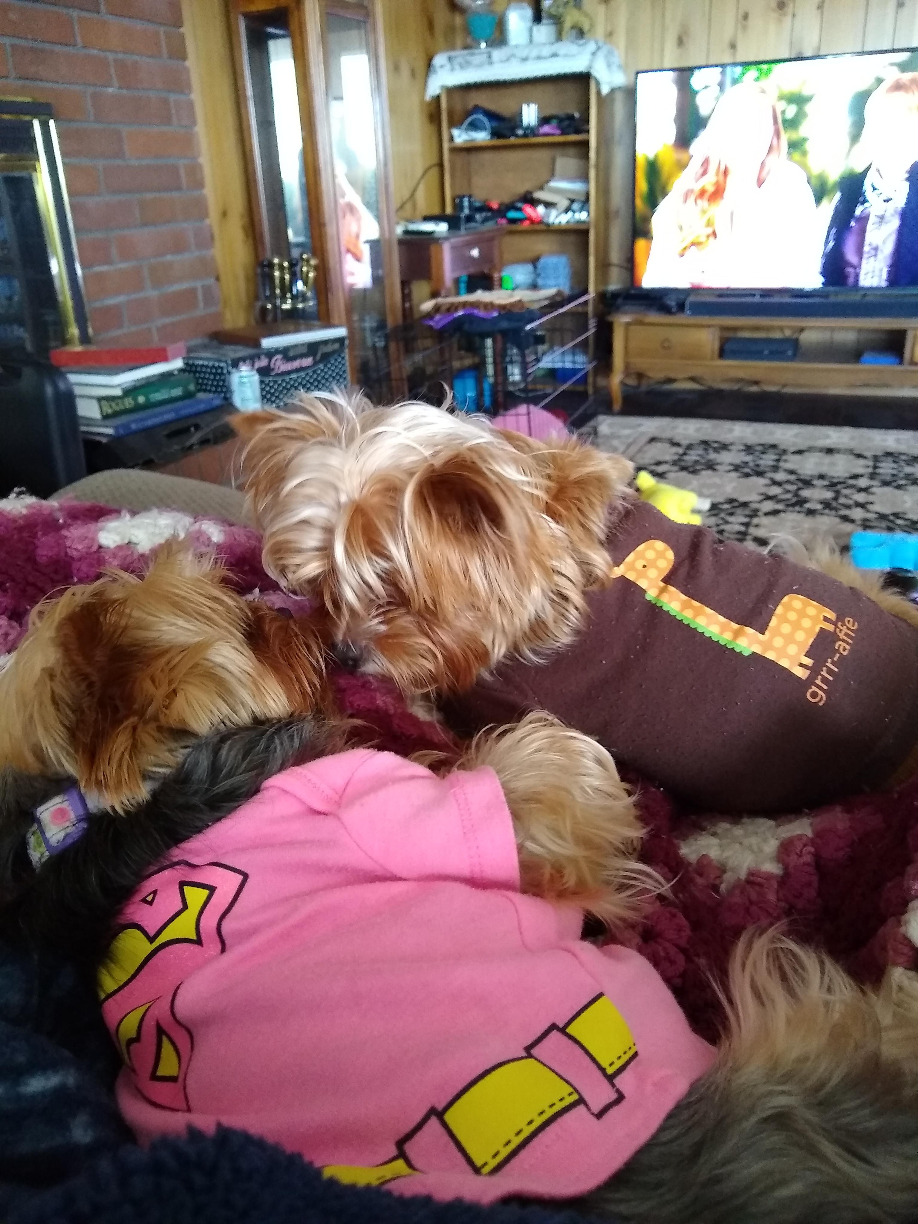 Little Yorkies laying down together | Scrolller