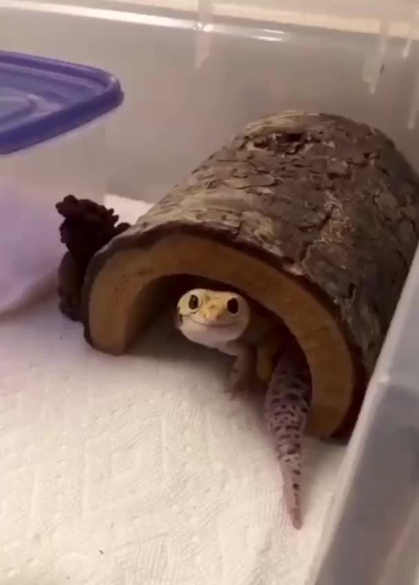 Live action Gex movie confirmed? | Scrolller