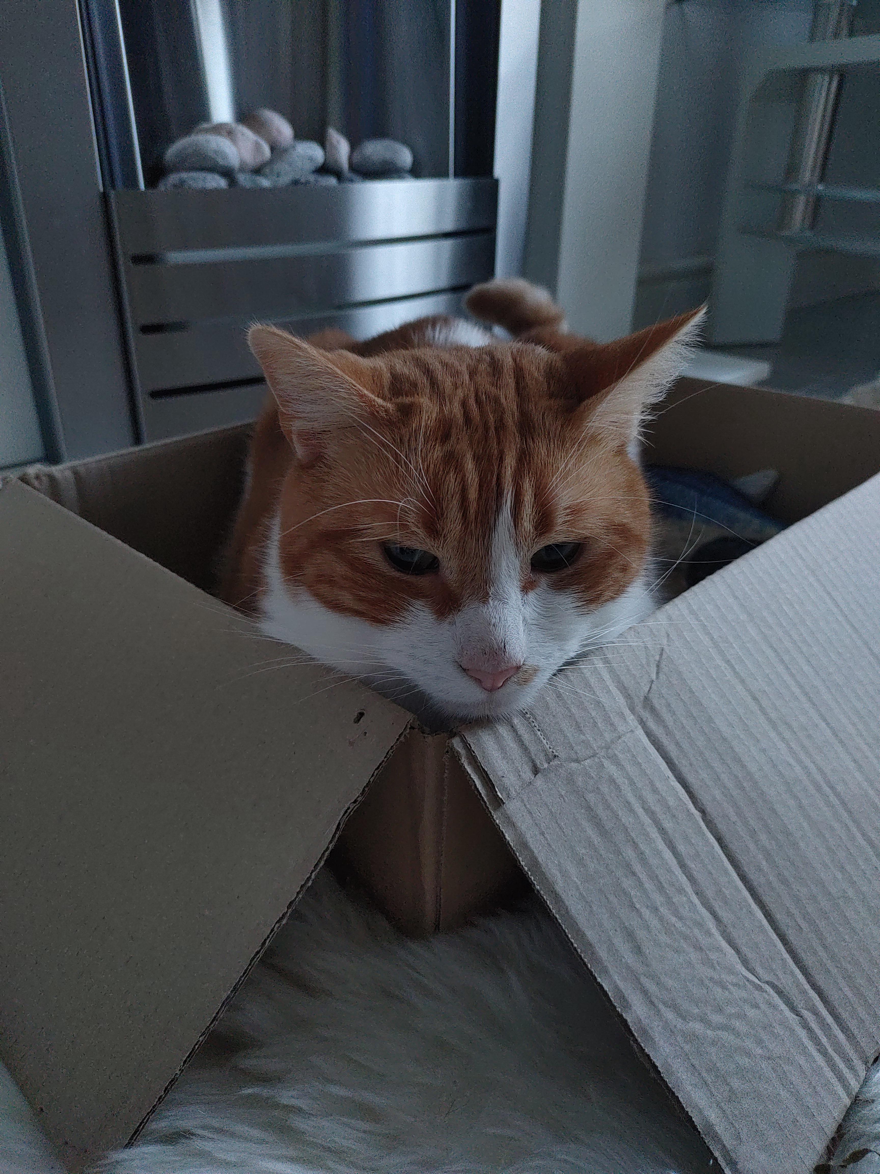 Loaf already boxed to go | Scrolller
