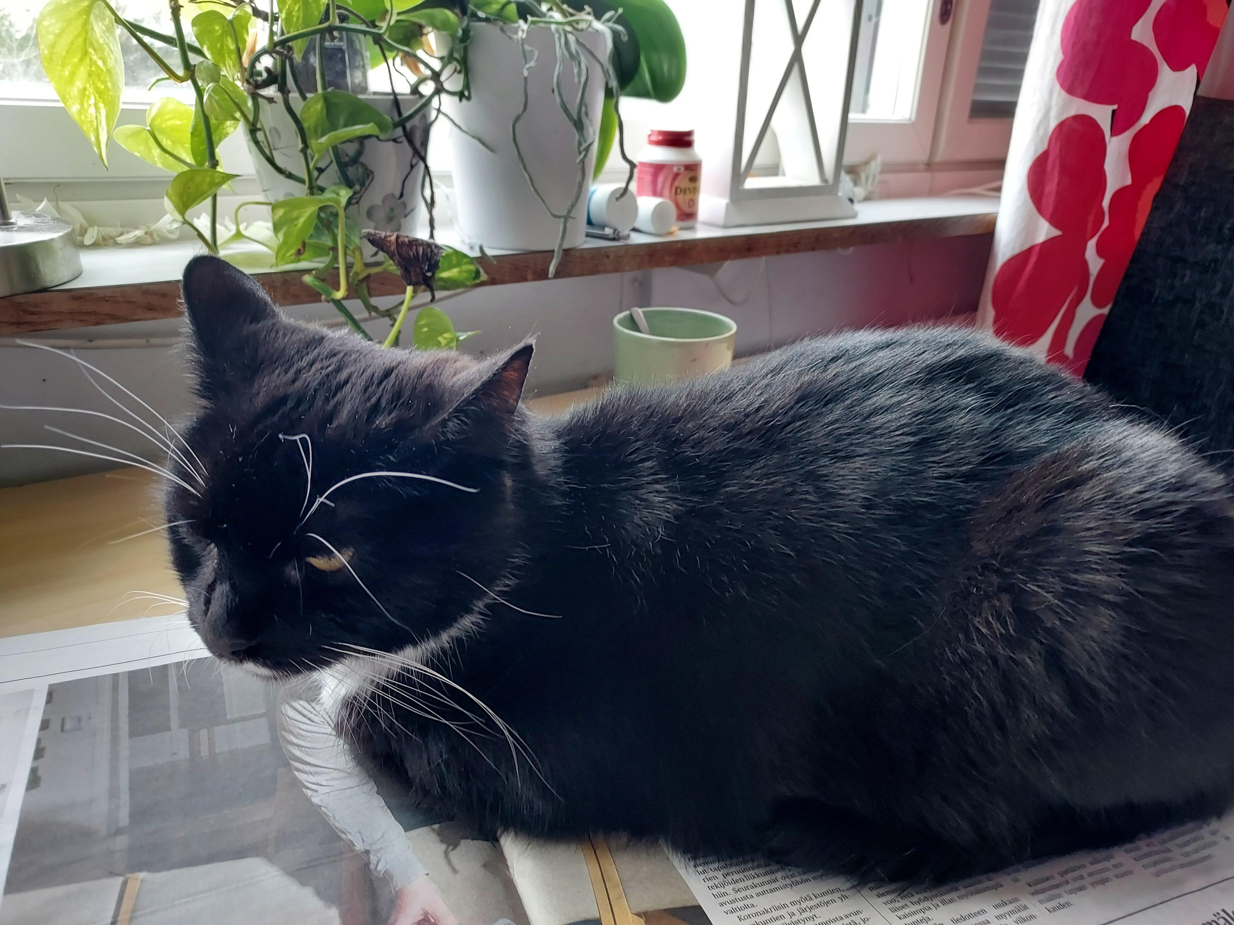 loaf cat. | Scrolller