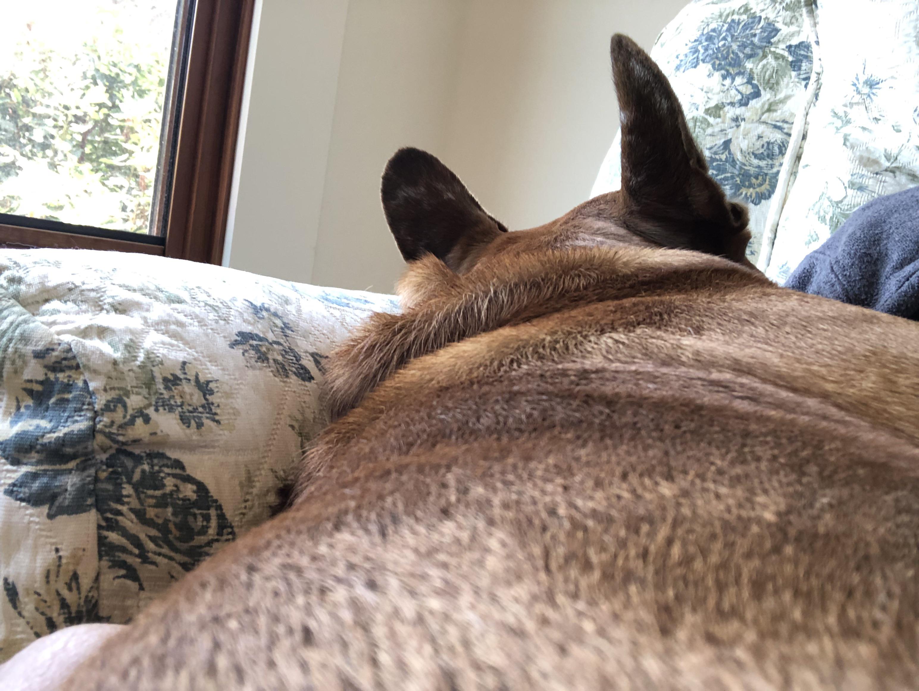 Loaf Oaf | Scrolller