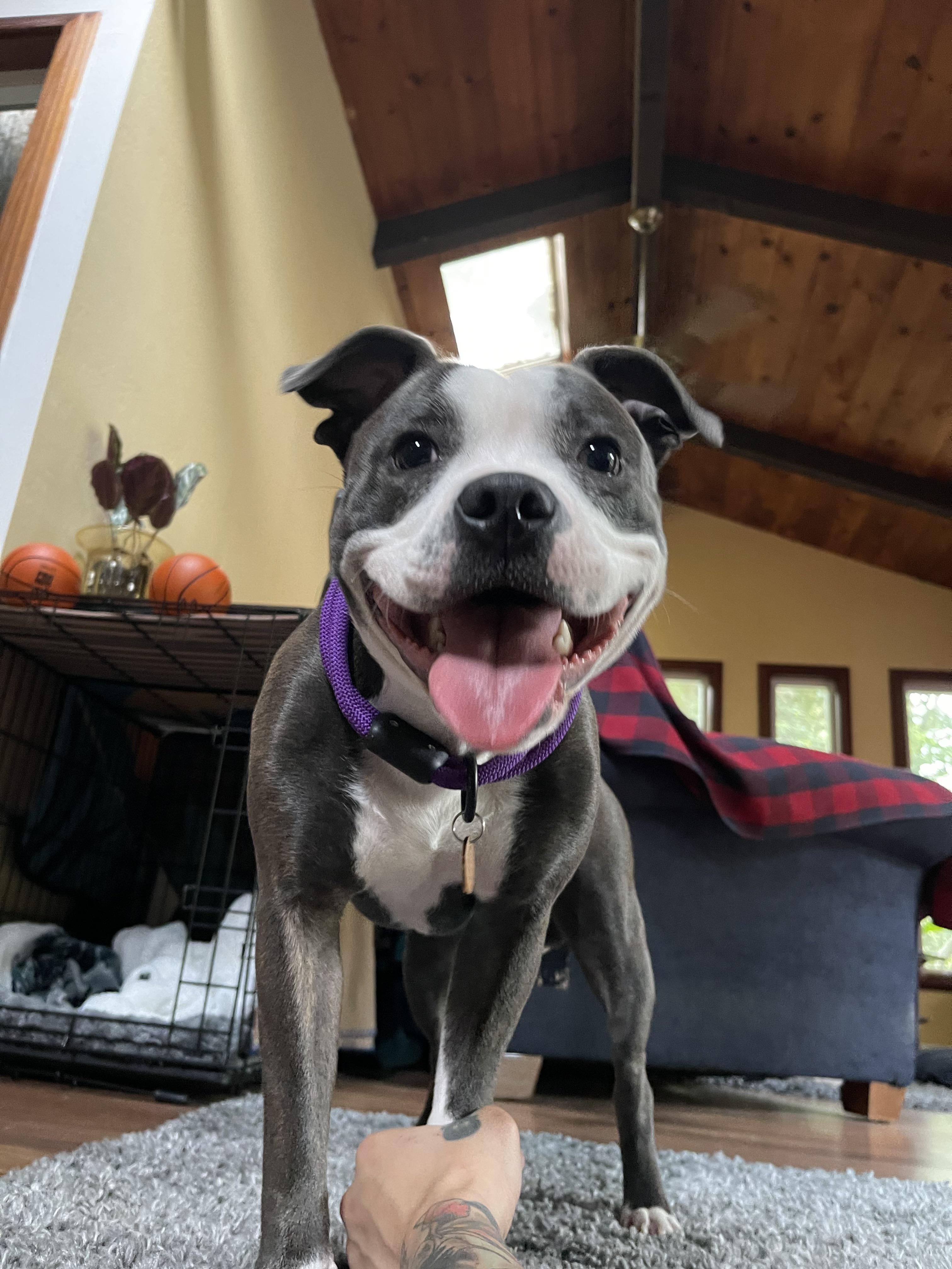 Lola is a happy girl, scared of her own shadow and as sweet as can be! | Scrolller