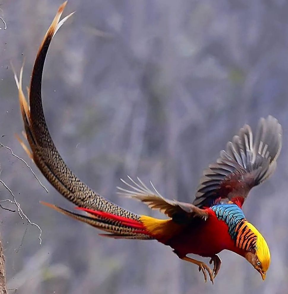 Long bird | Scrolller