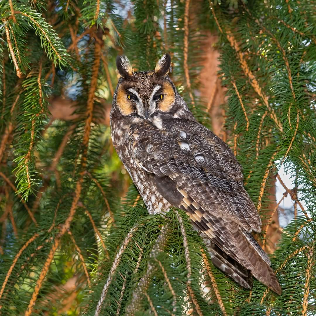 Discover more like Owls: Long eared owl ️ and Related Content | Scrolller