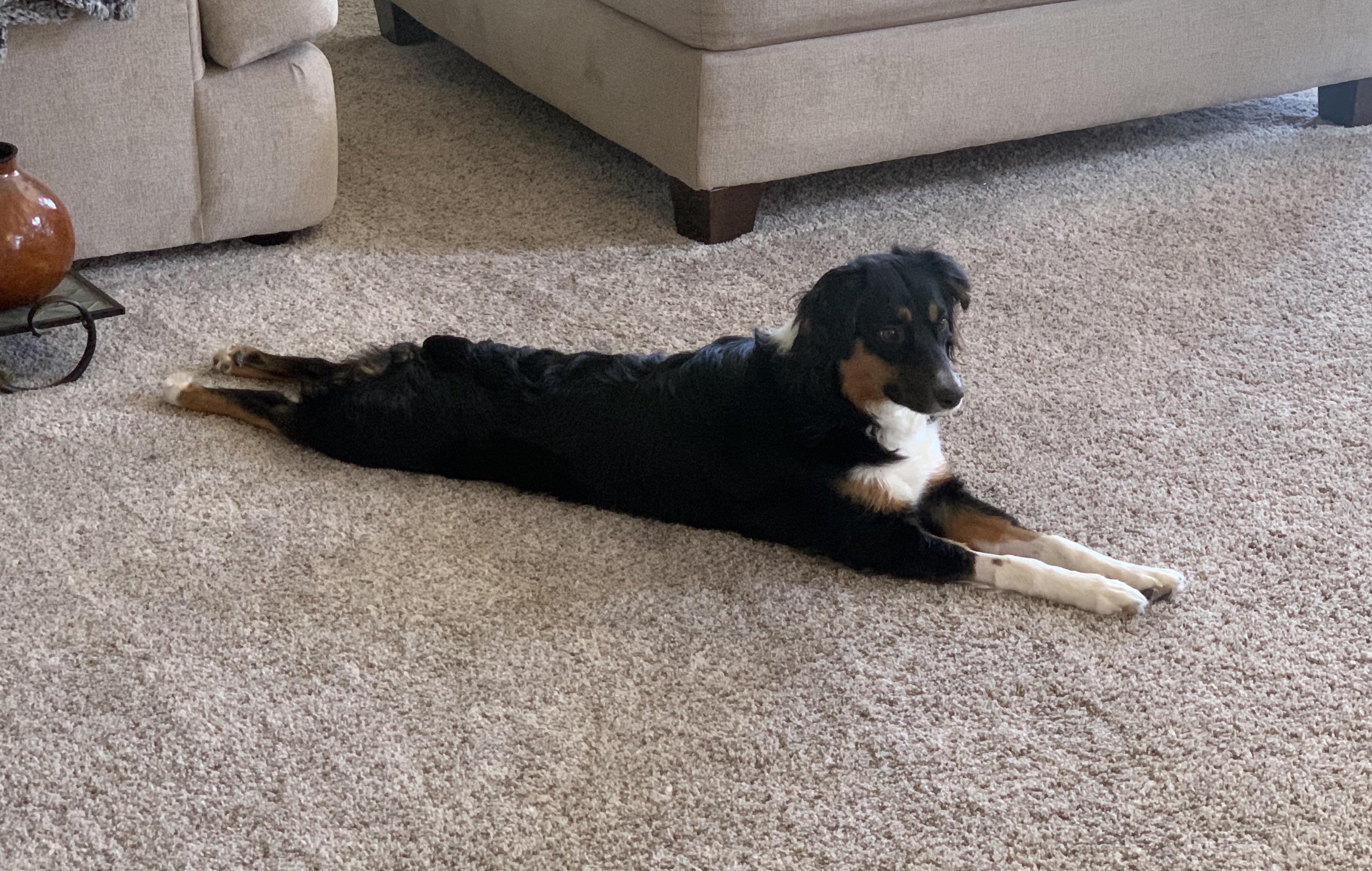 Long girl Aussie? | Scrolller