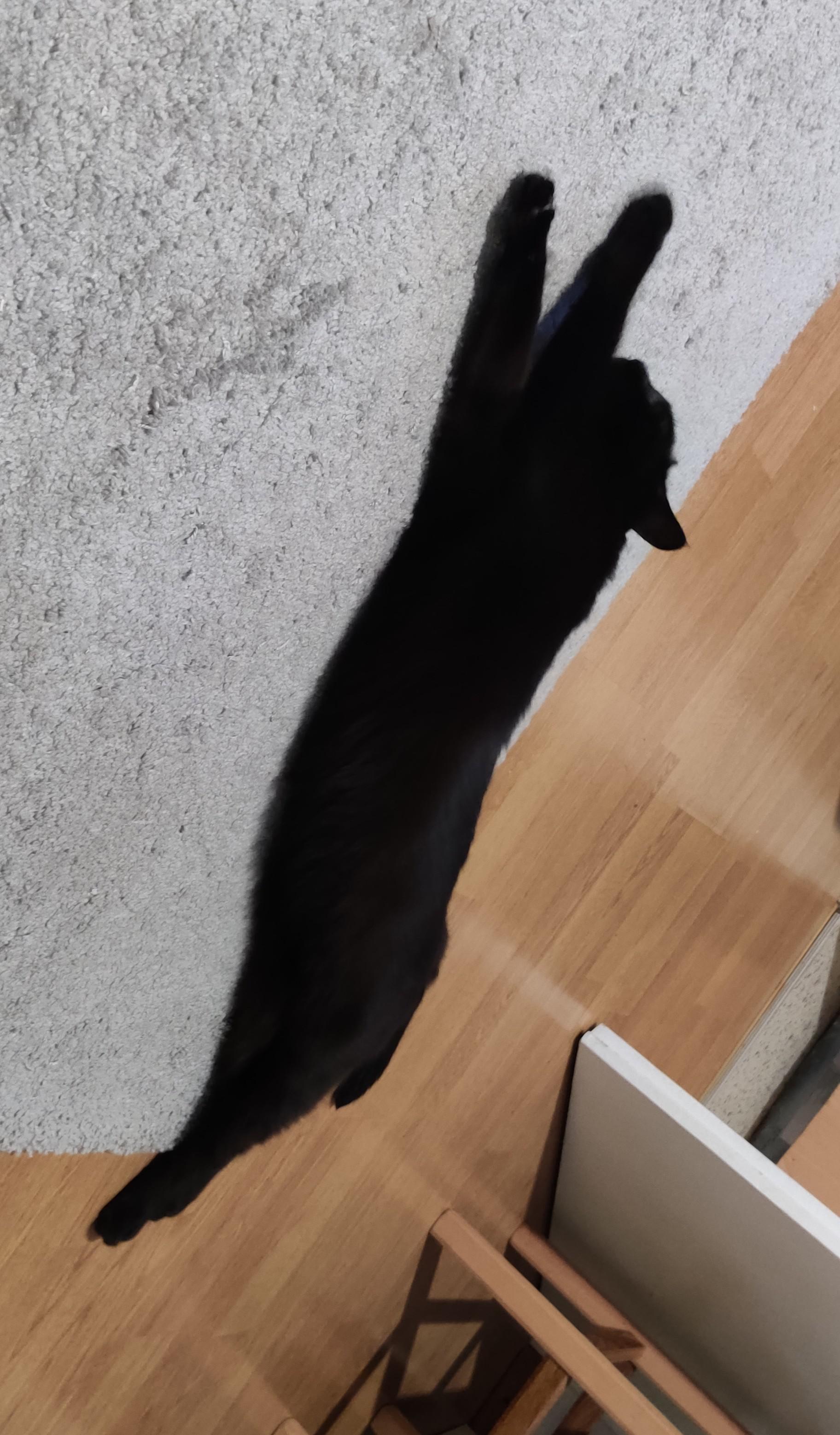 Long Void™ | Scrolller