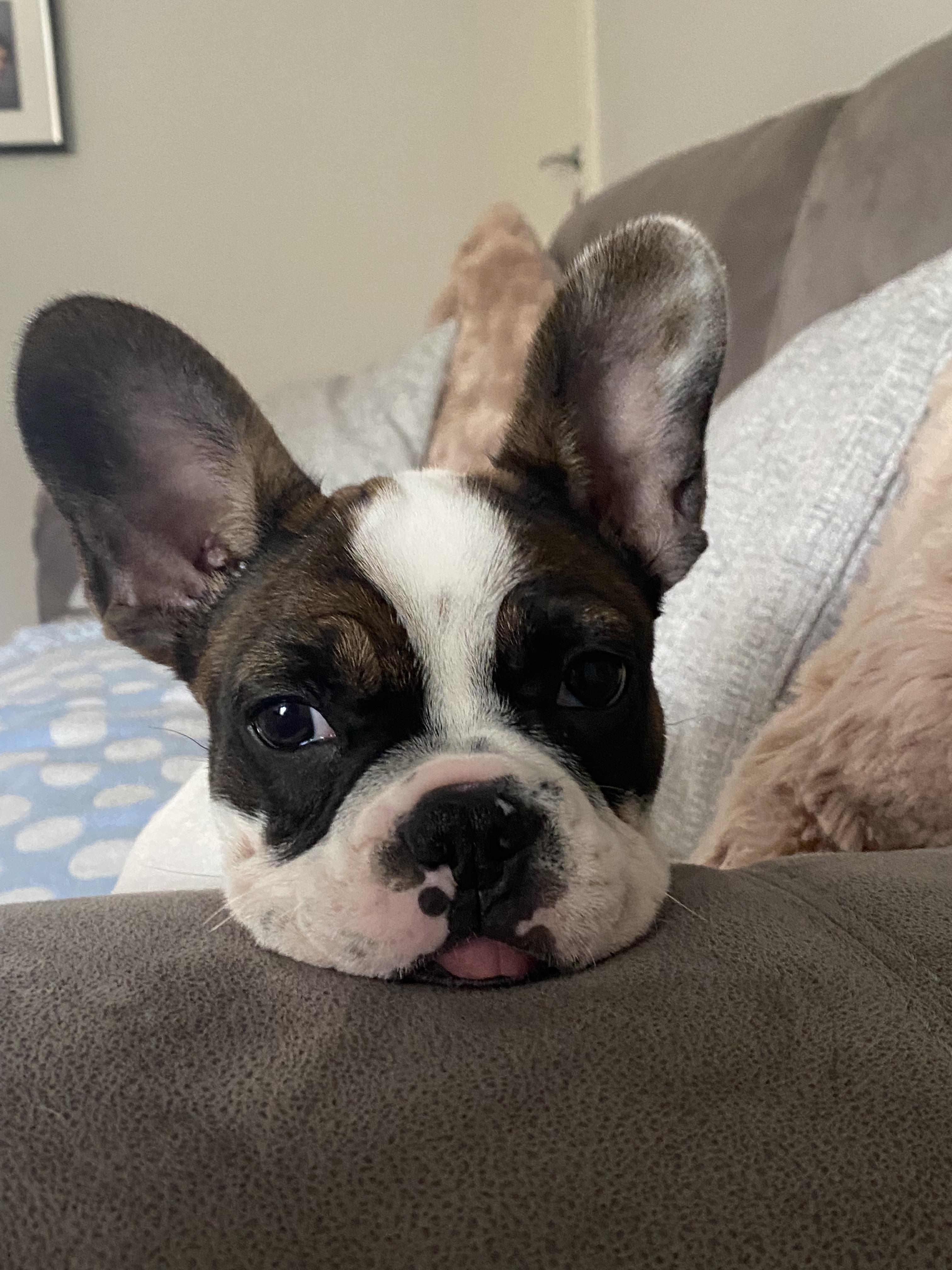 look at my frenchie baby nellie!! her lil tongue 😭👅 | Scrolller