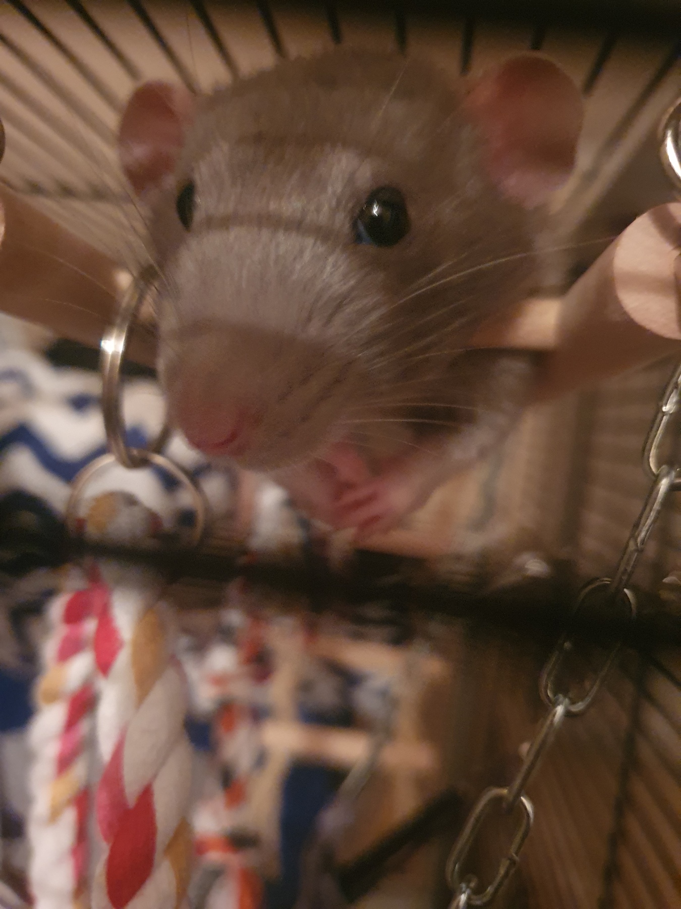 Look at these paws 😍 | Scrolller